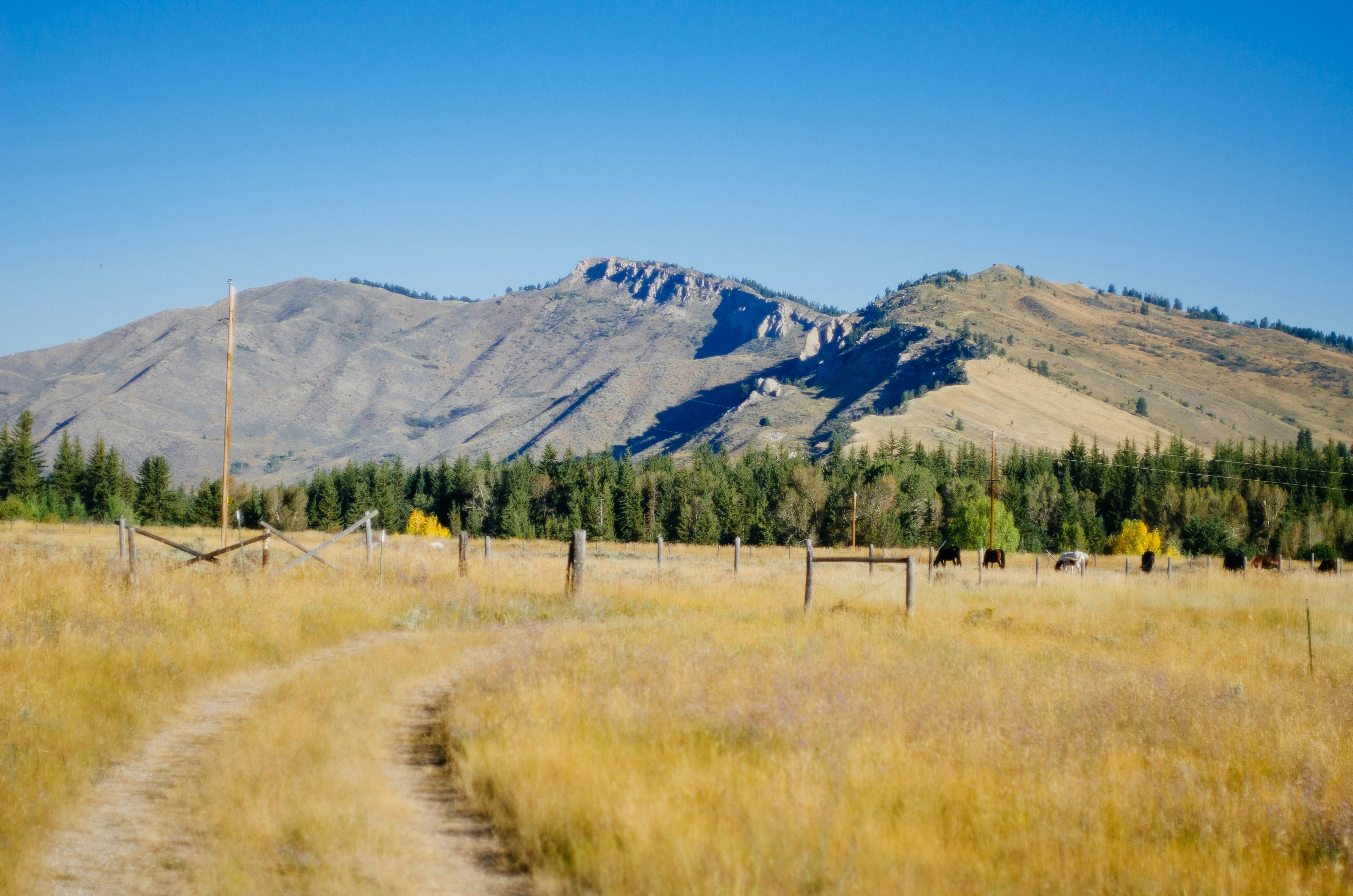 Golden Field Path to the Mountain Horizon
