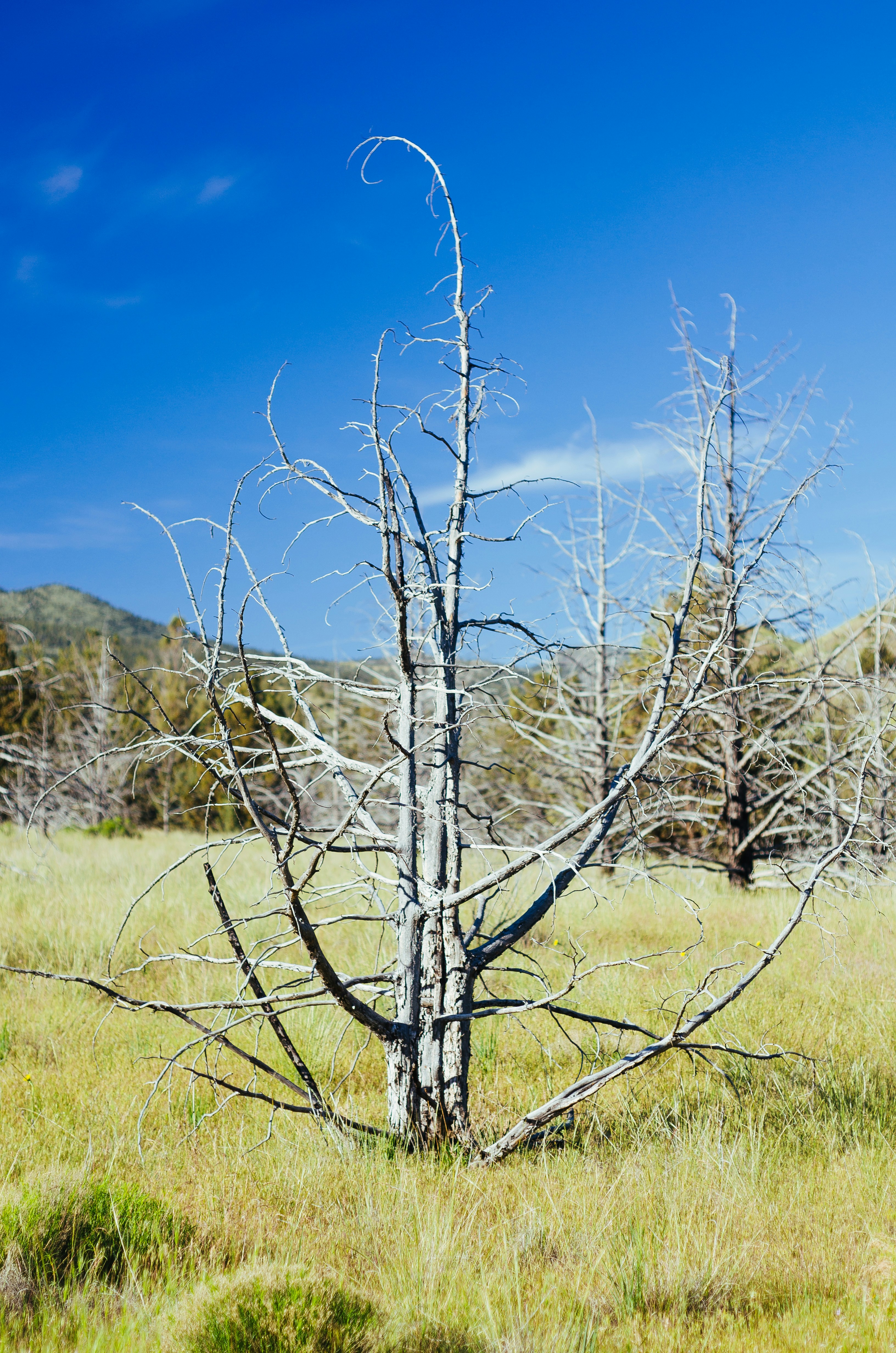 A solitary, leafless tree stands tall amidst a grassy field under a clear blue sky, symbolizing nature's endurance. The surrounding landscape hints at a once-thriving ecosystem.