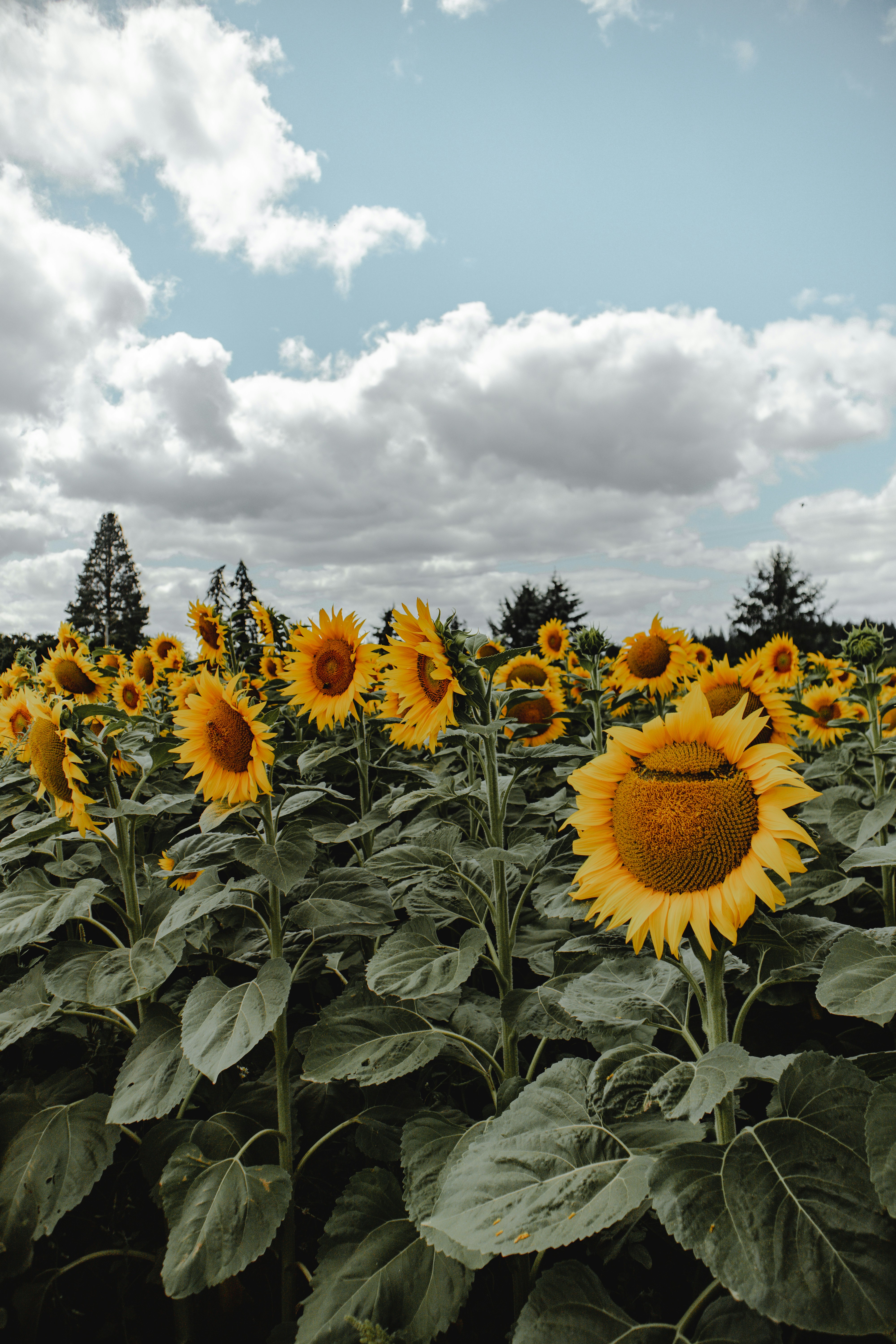 Field Of Sunflowers Tumblr