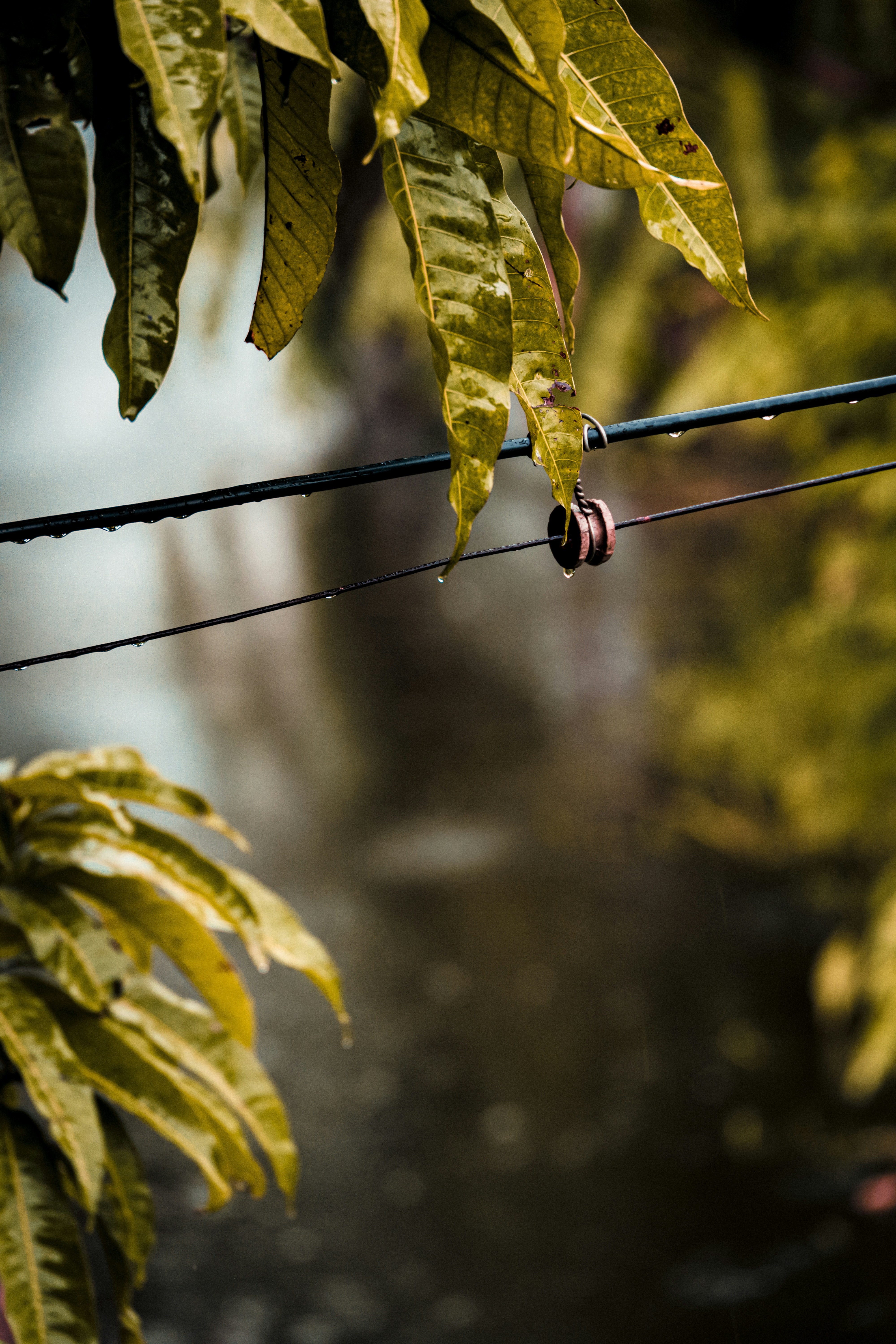 green leaves on black wire