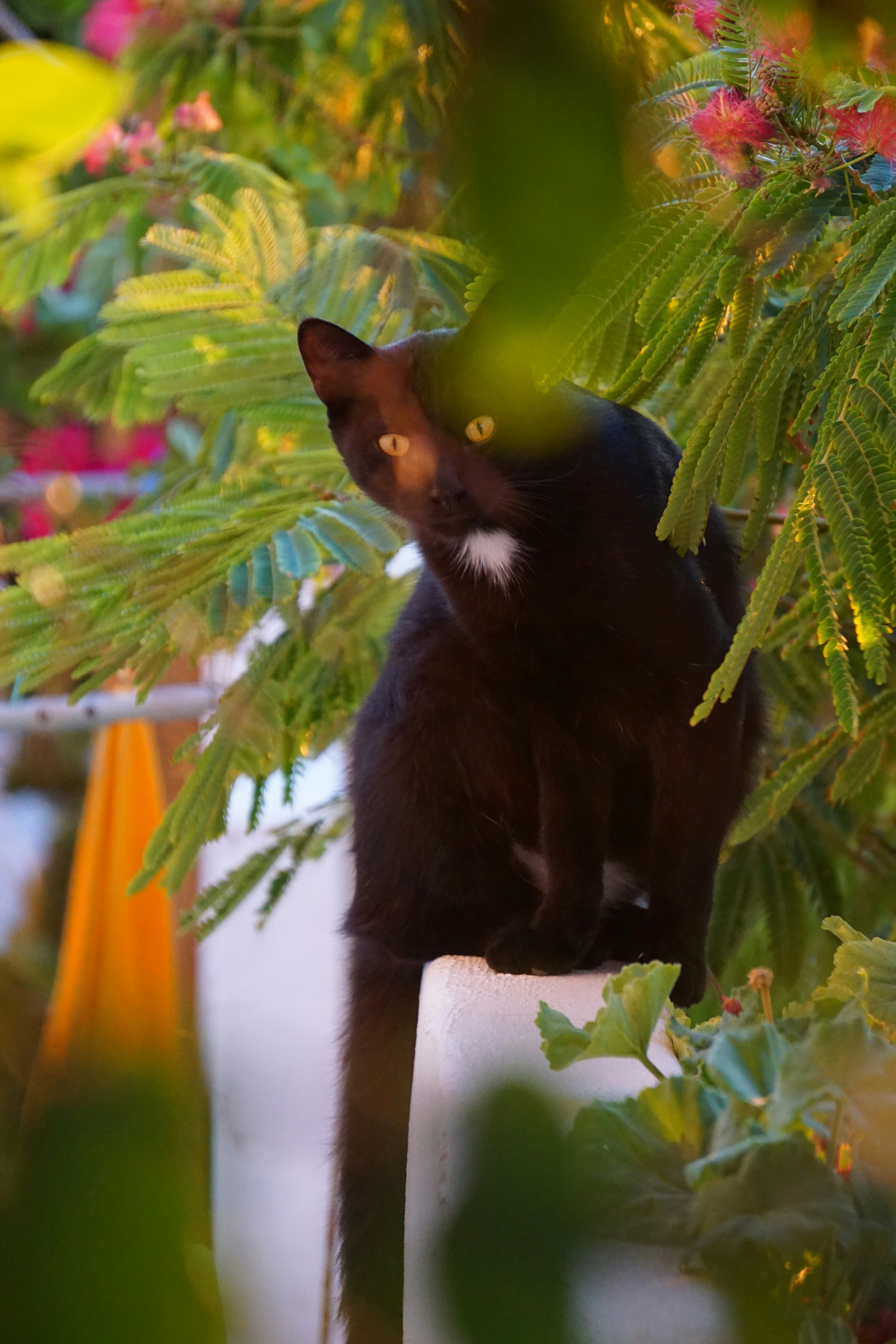 Midnight Sentinel Among Emerald Fronds