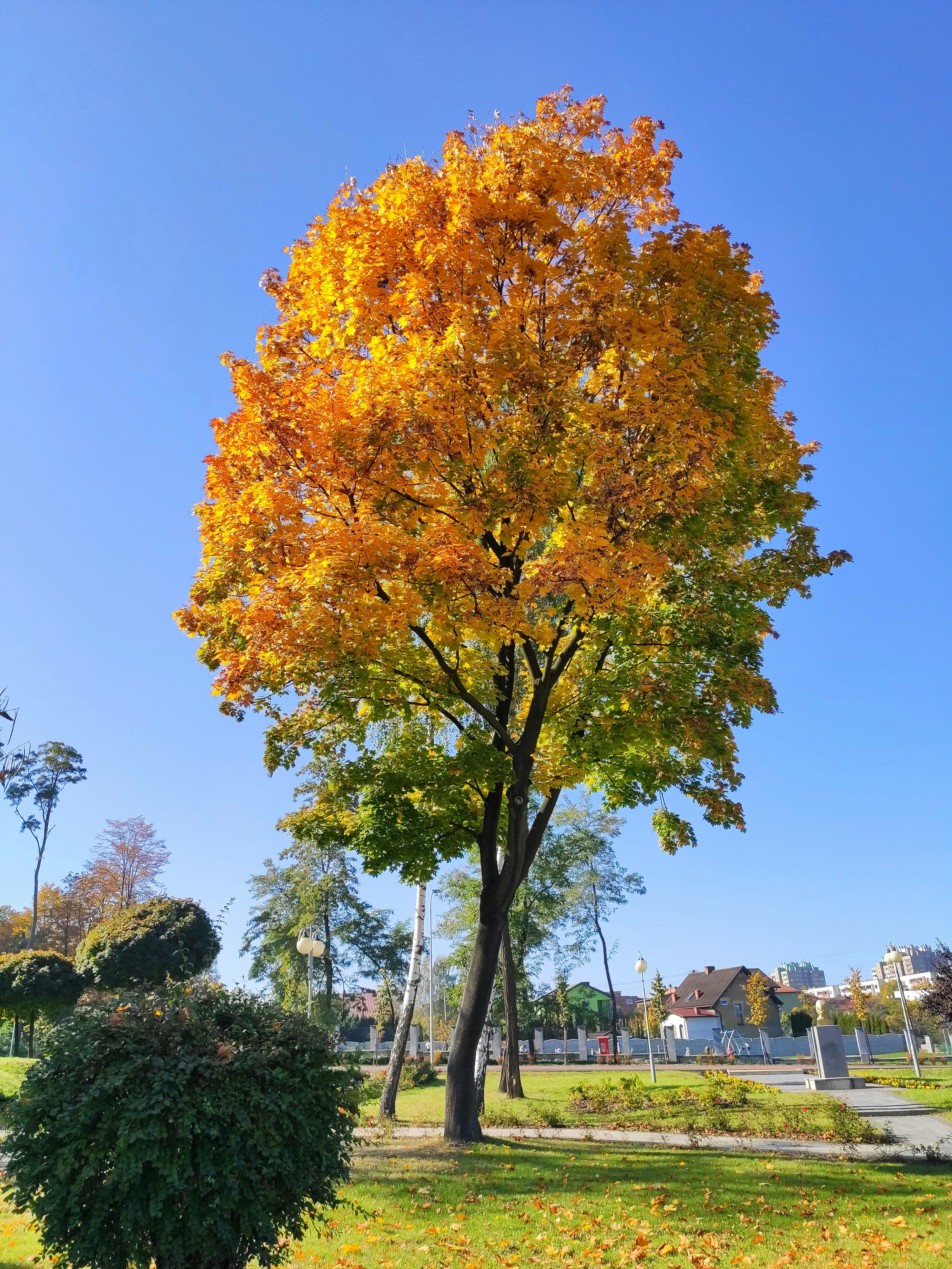 Vibrant autumn tree showcasing golden and green leaves against a clear blue sky, surrounded by manicured greenery.