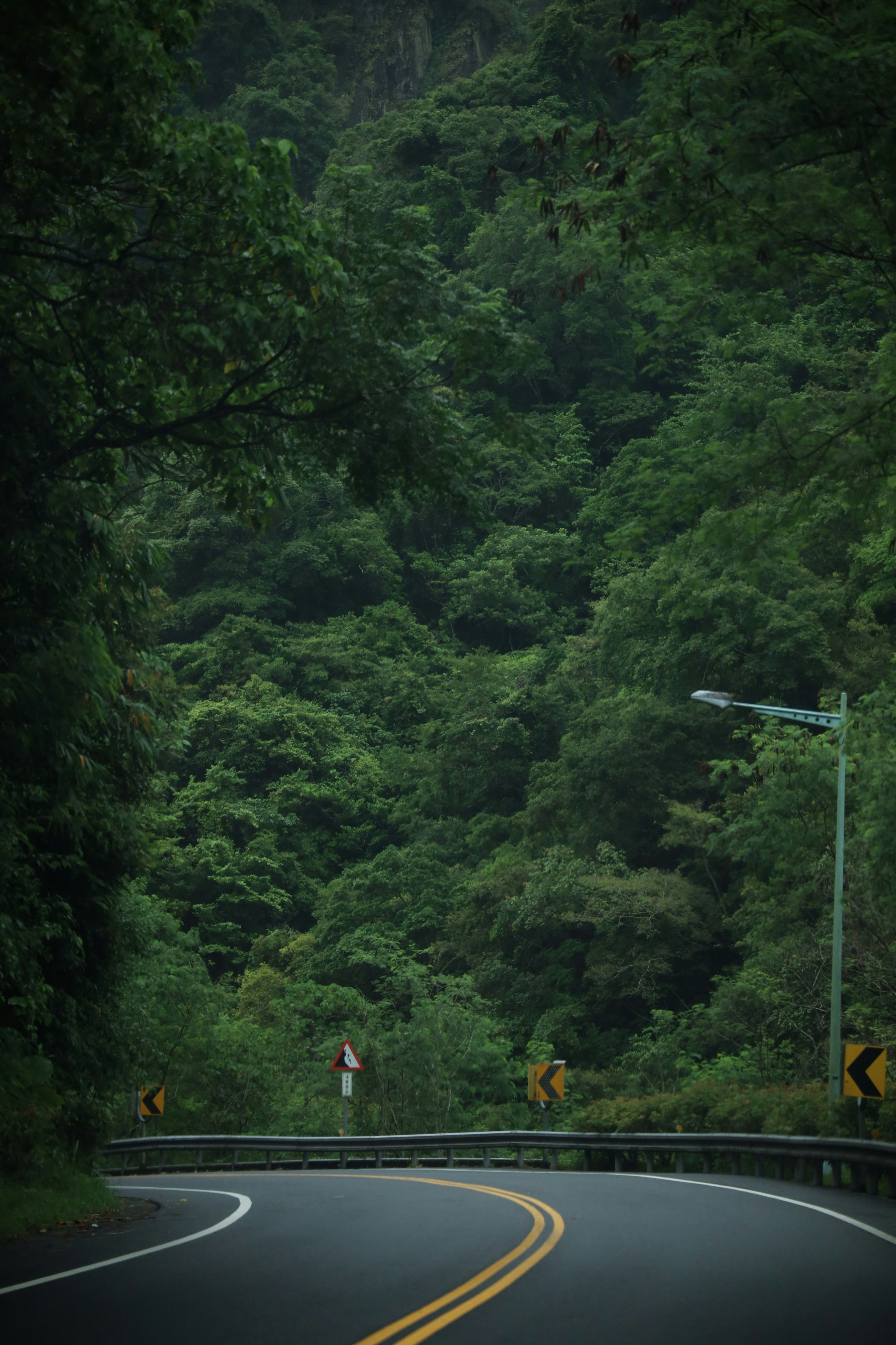 Emerald Bend: A Quiet Mountain Road Winding Through Dense Forest