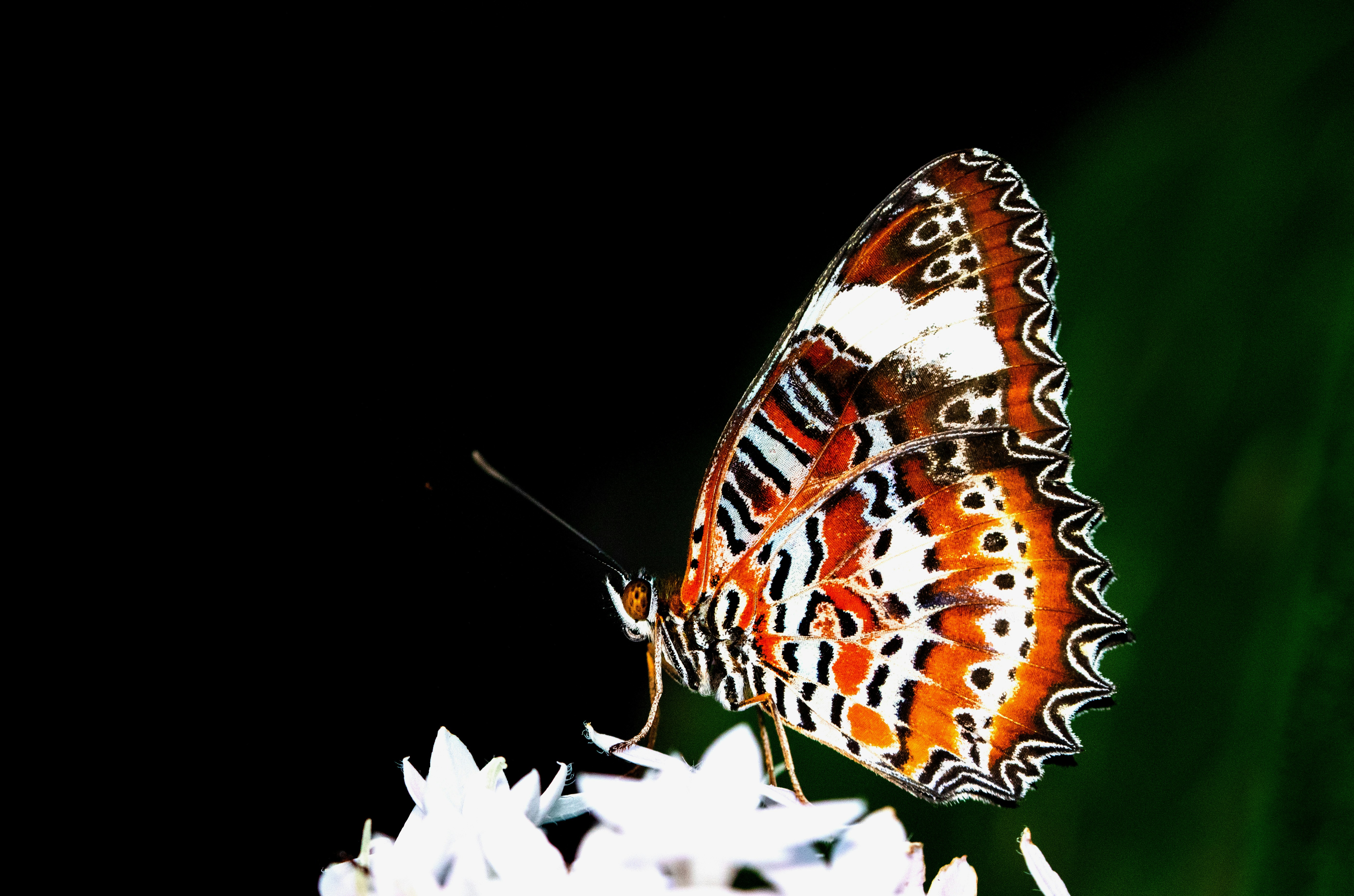 An Orange Lacewing butterfly sips nectar from a pentas flower.