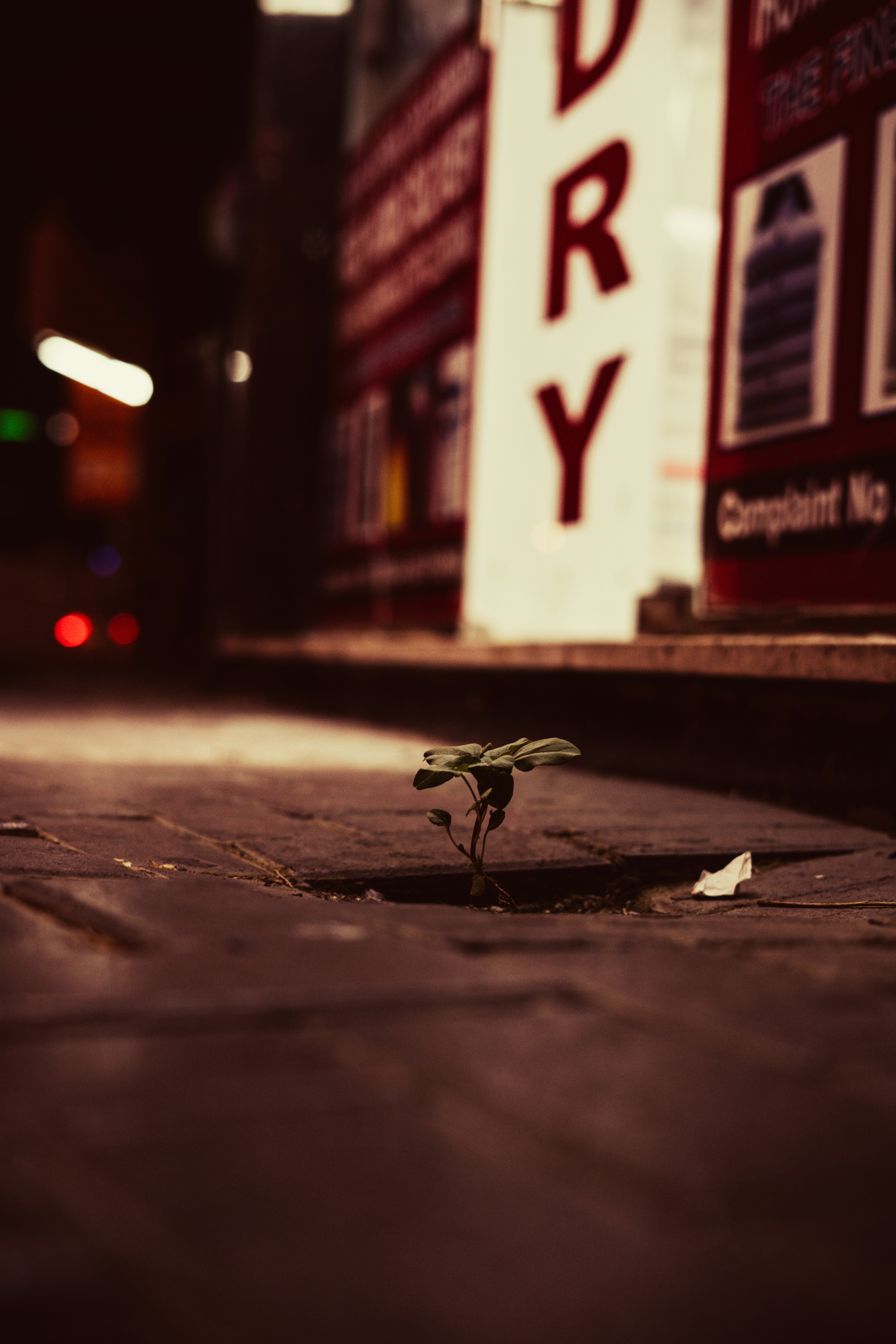 Urban Sprout: Quiet Fortitude in Neon Night