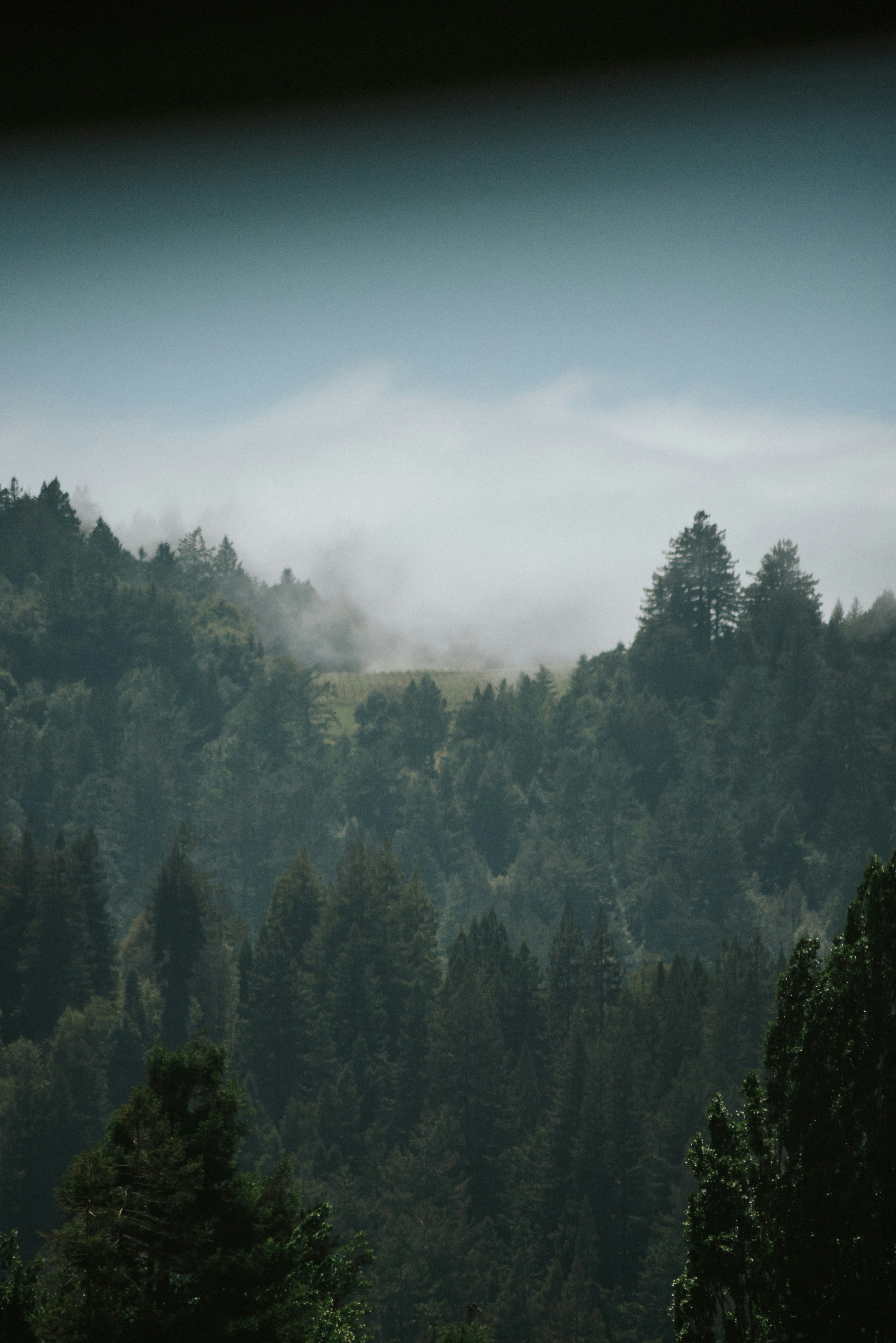 Lush green forest shrouded in mist, with towering trees peeking through the fog. A serene landscape capturing the essence of tranquility.