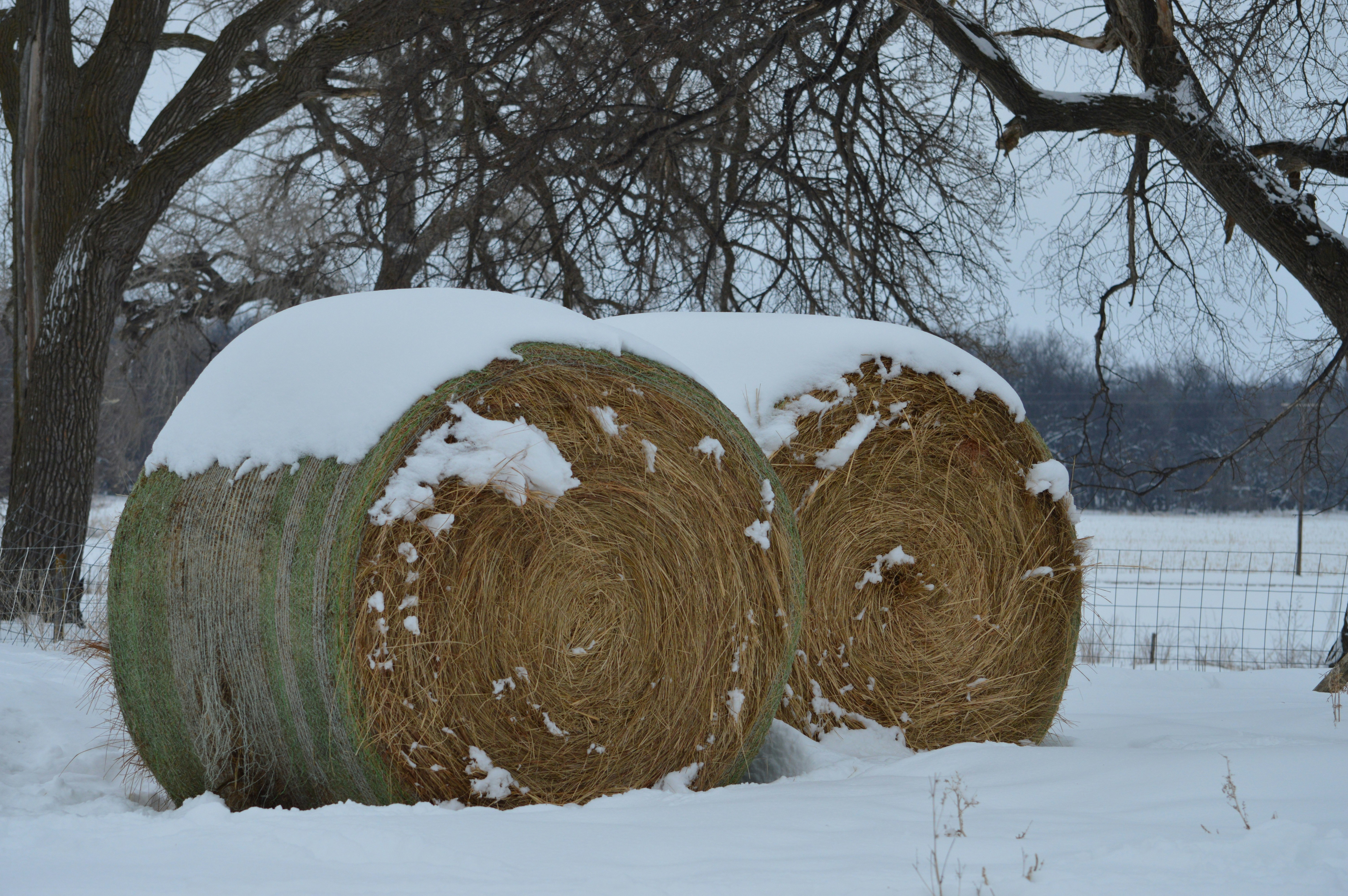 Snow-Wrapped Round Bales in a Quiet Winter Field