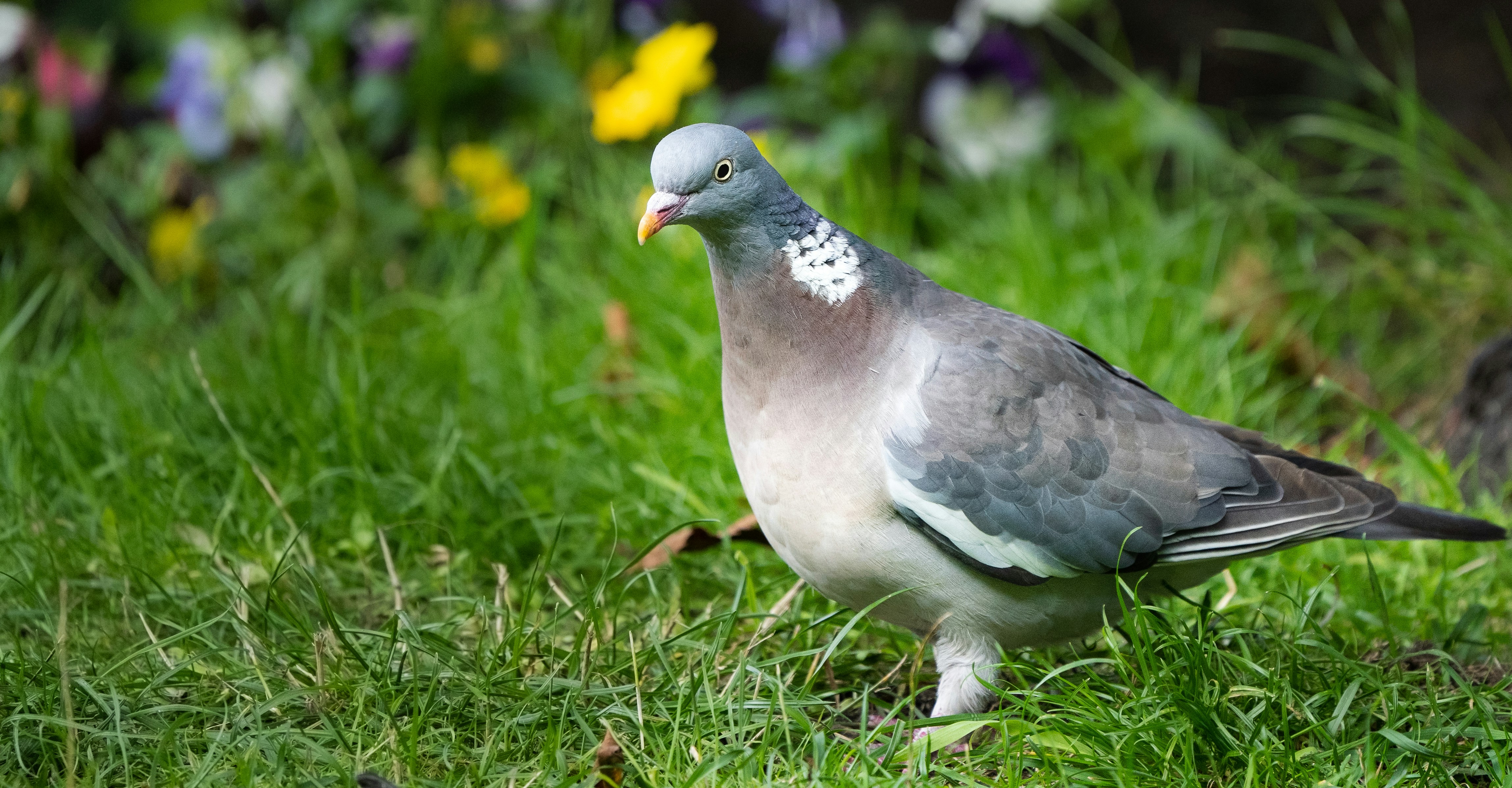 A common pigeon forages on lush green grass, surrounded by vibrant flowers. The bird's distinctive features and colors are highlighted in the natural setting.