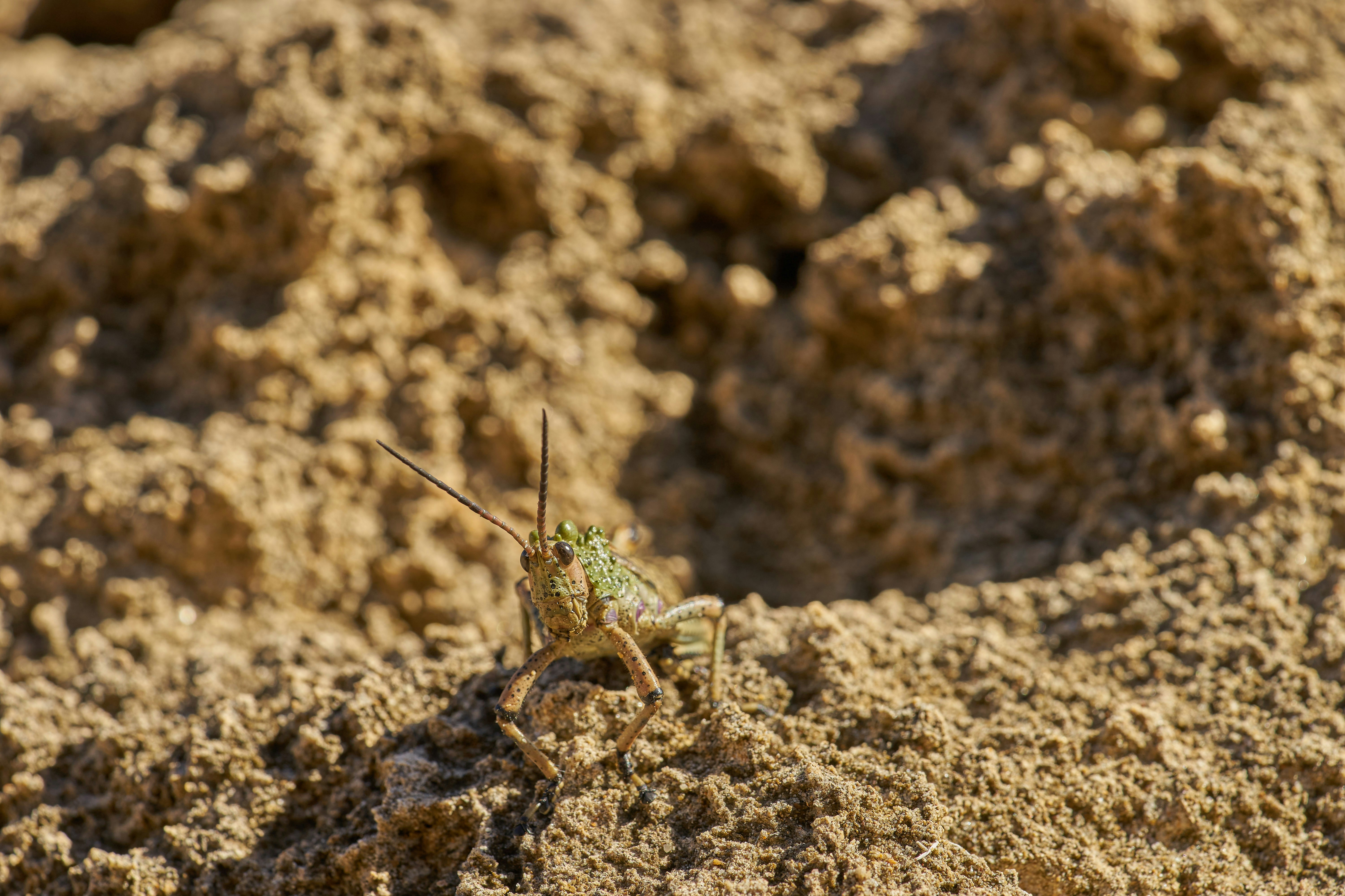 A grasshopper perched on textured sandy terrain, showcasing its natural camouflage against the earthy backdrop.