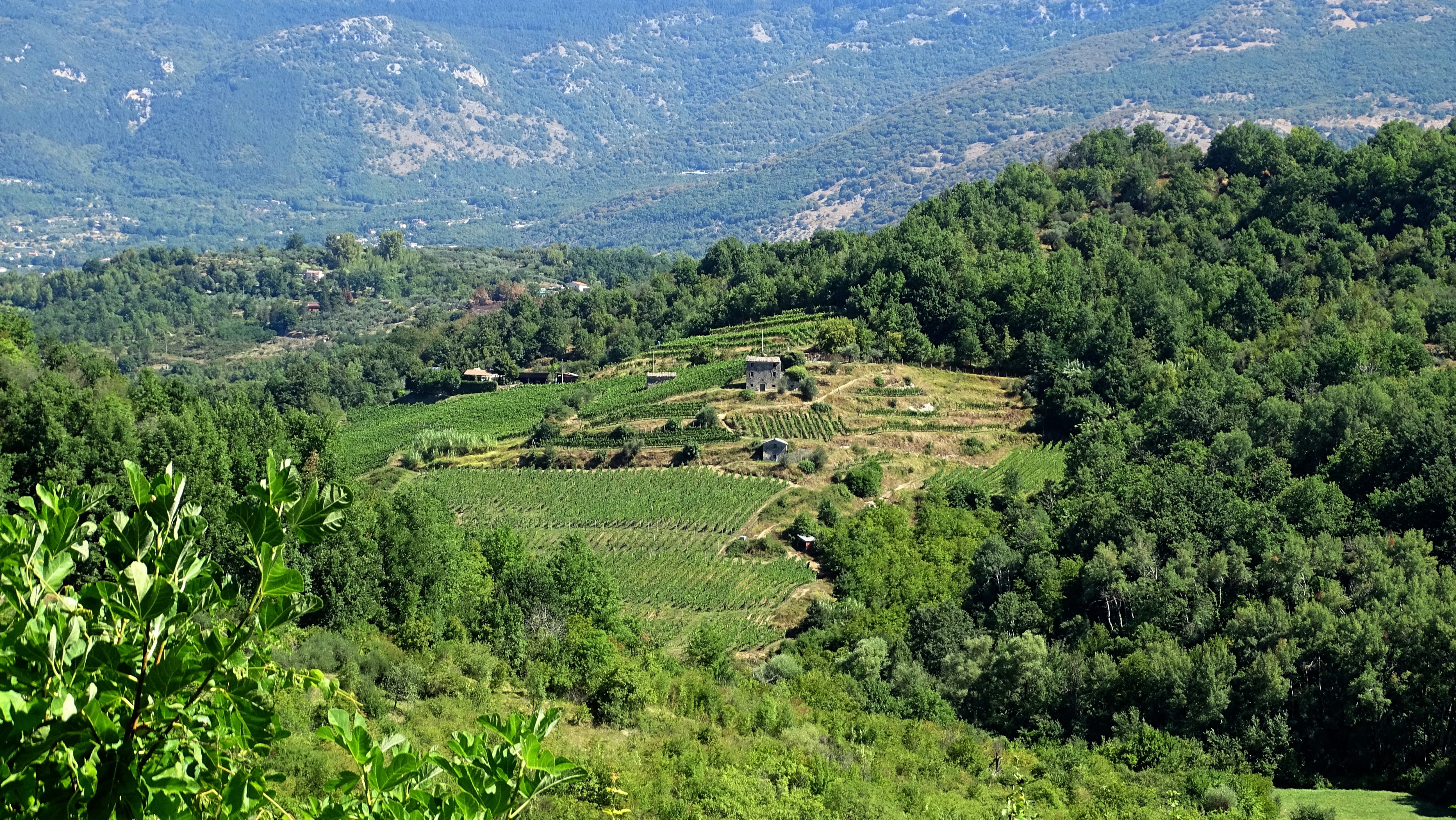 Landscape photograph of terraced vineyards ascending a hillside, framed by pine trees and a small farmhouse.