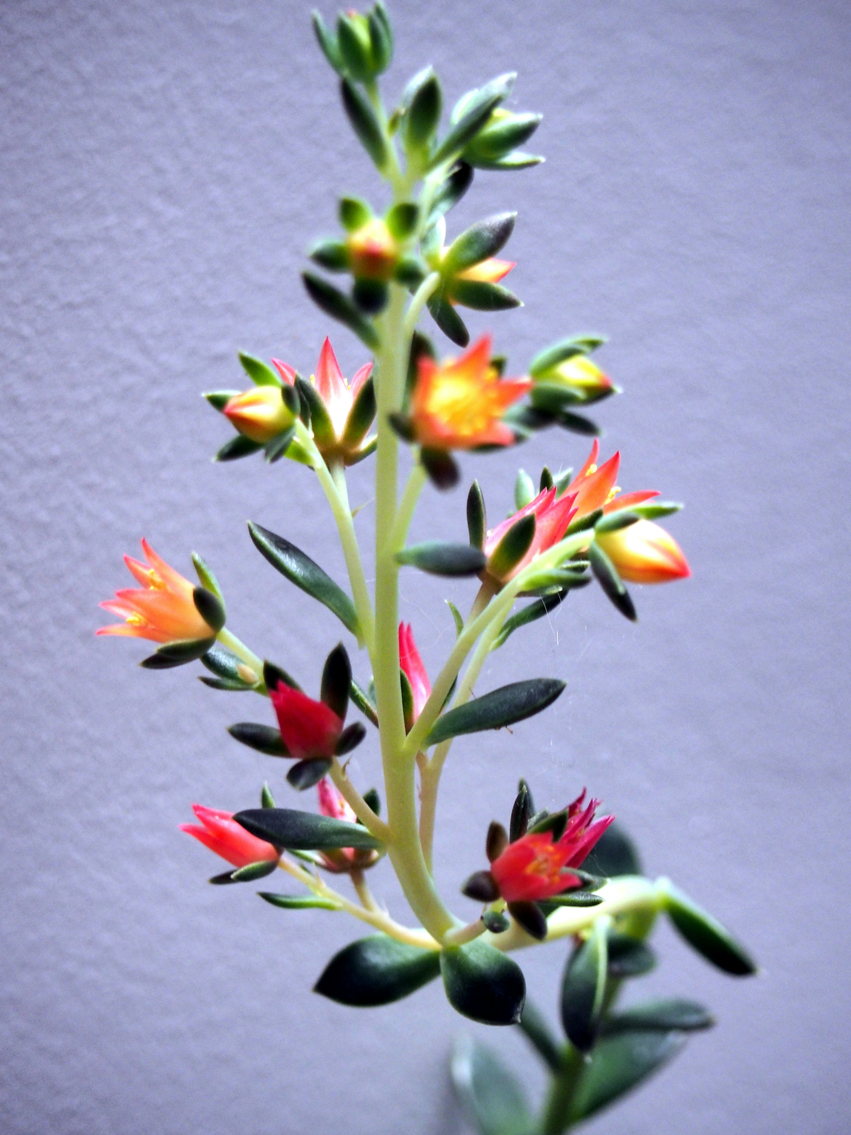 Vibrant succulent plant with striking red and yellow flowers against a soft gray background.