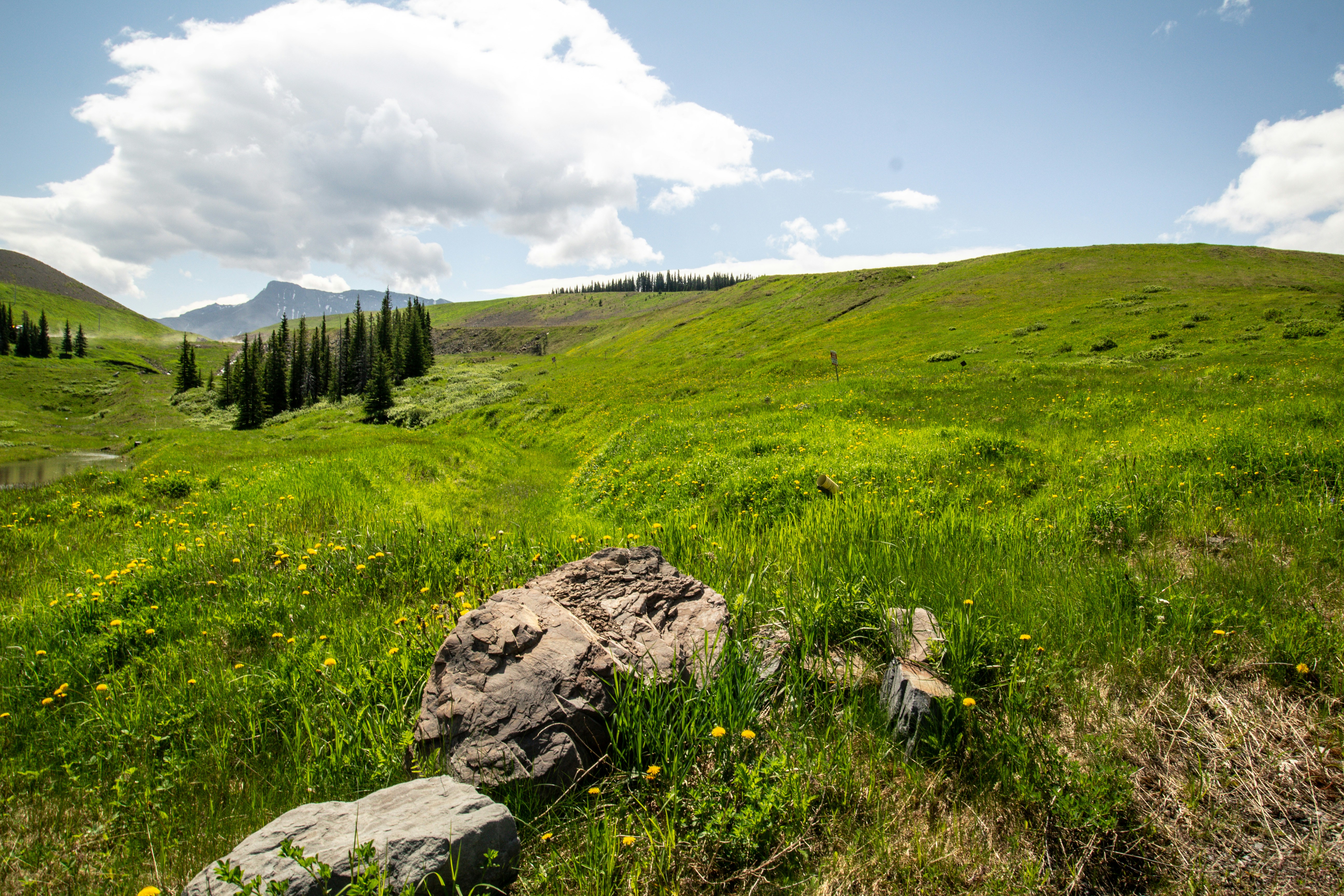 A rocky outcrop nestled in a vibrant green meadow, framed by towering trees and distant mountains under a bright blue sky.