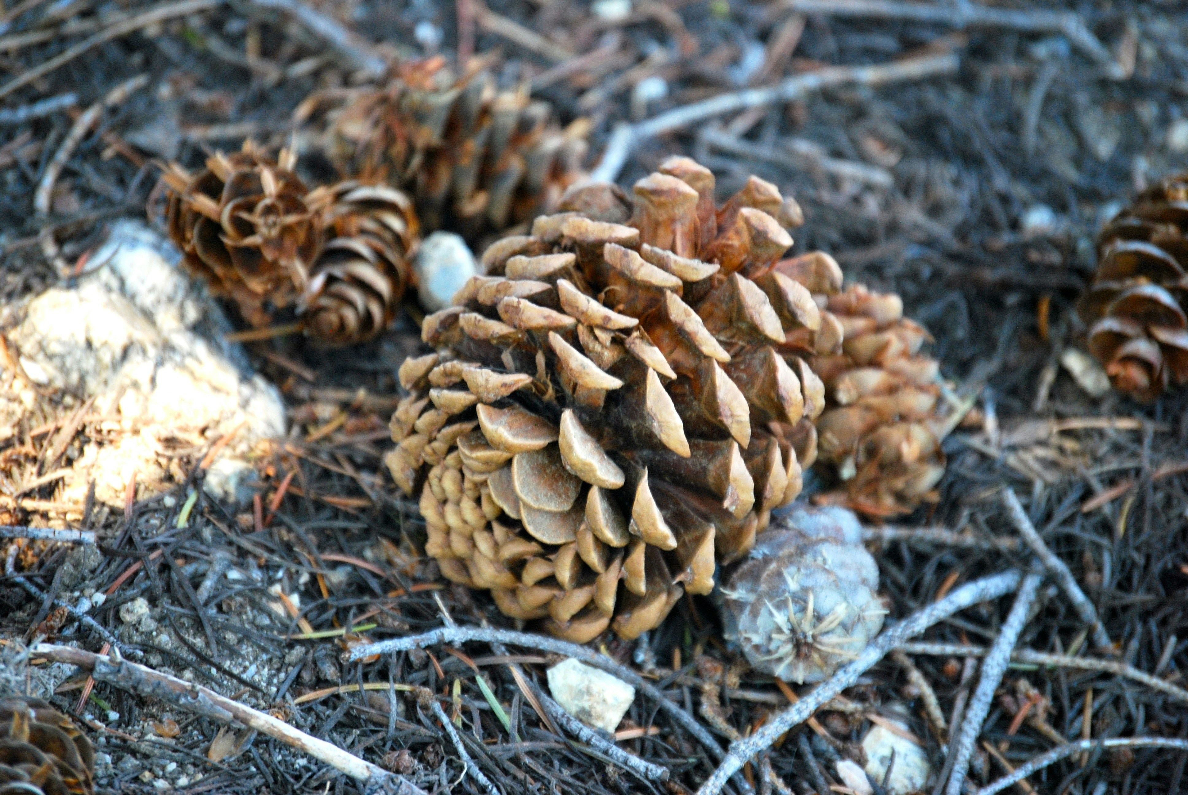 Sample photo from Nikon D60