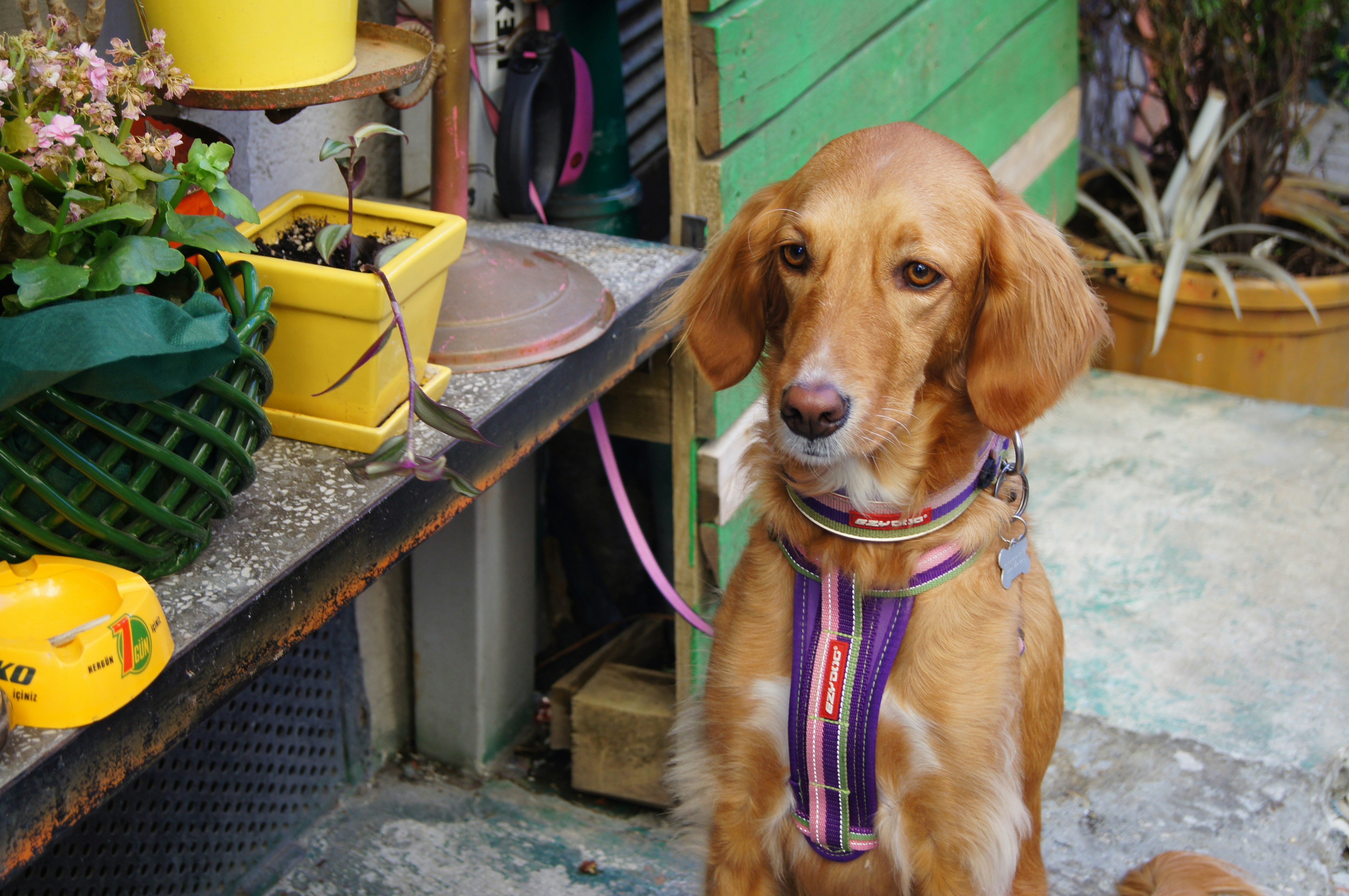 Golden retriever sitting calmly beside vibrant potted plants in a cozy outdoor setting.