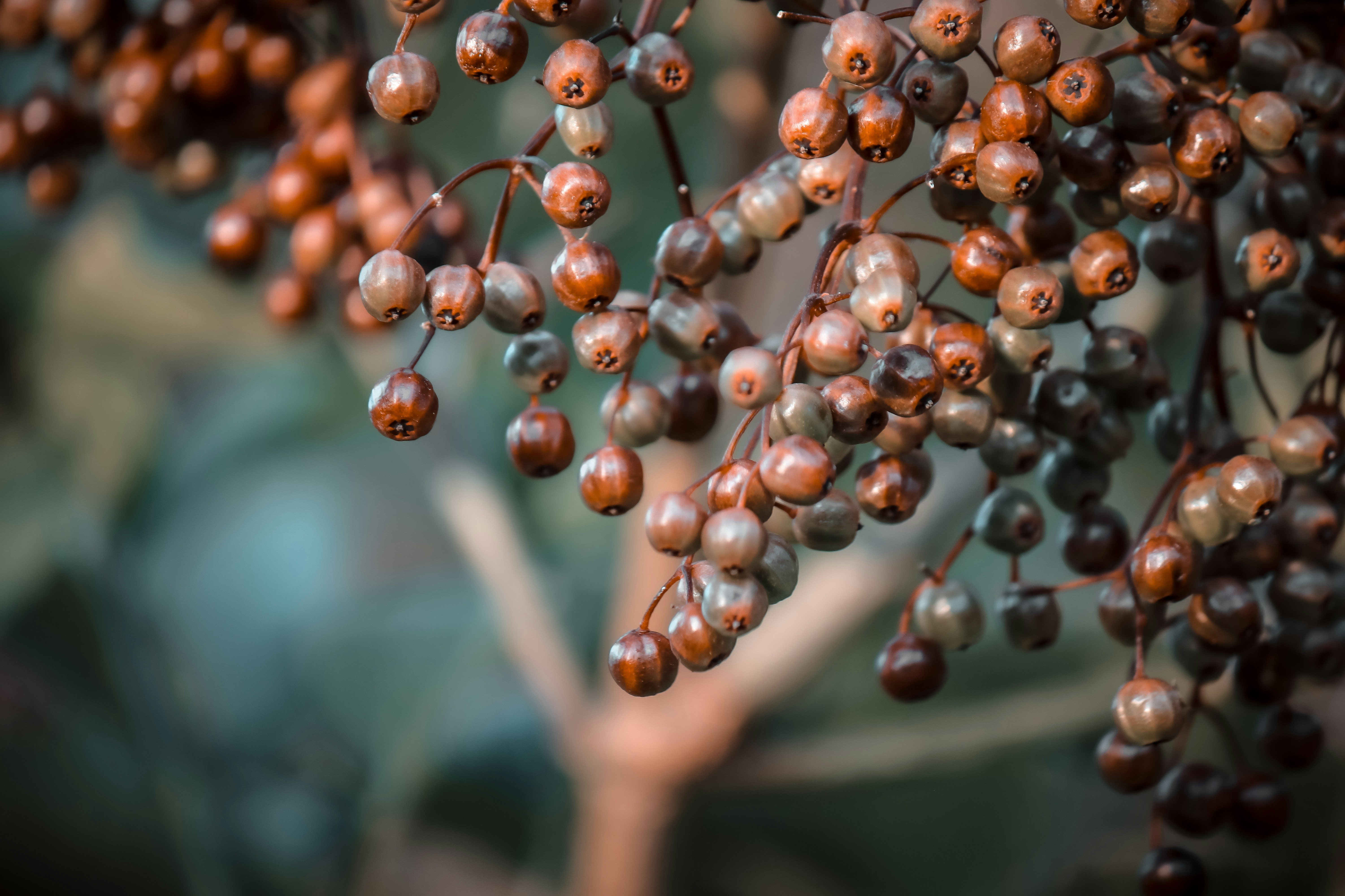 Brown round fruit in close up photography photo – Free Wallpaper Image ...
