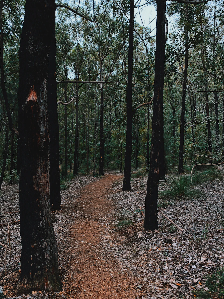 A narrow dirt path curves through tall, dark tree trunks in a dense forest with leaf-littered ground and pale sky above.