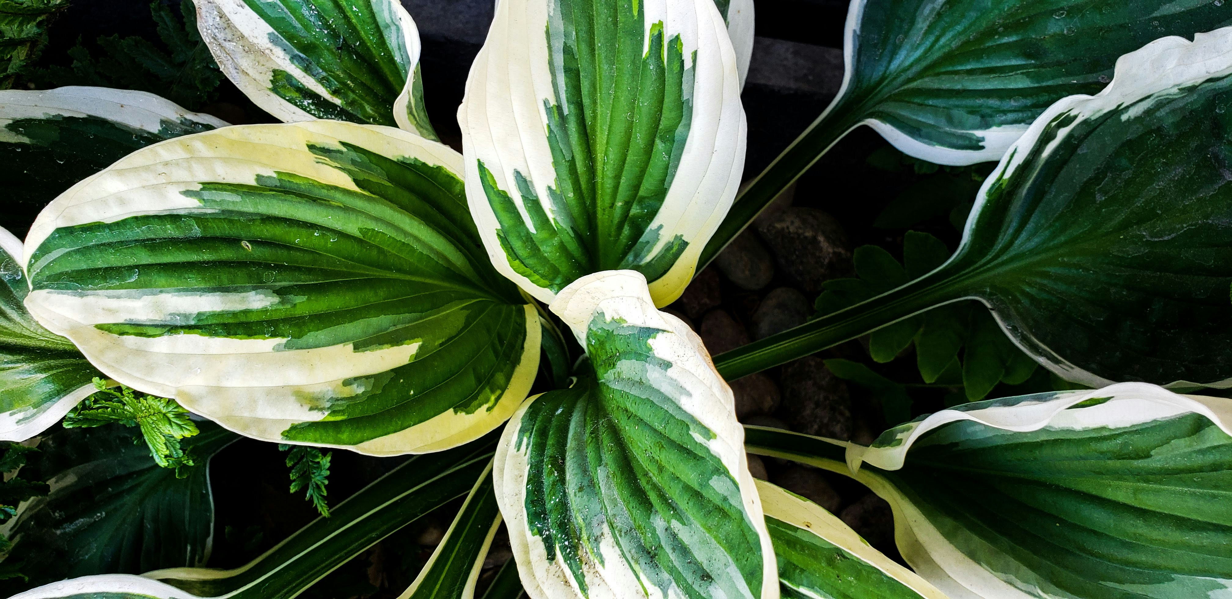 Variegated Leaves: a close-up of green and cream foliage