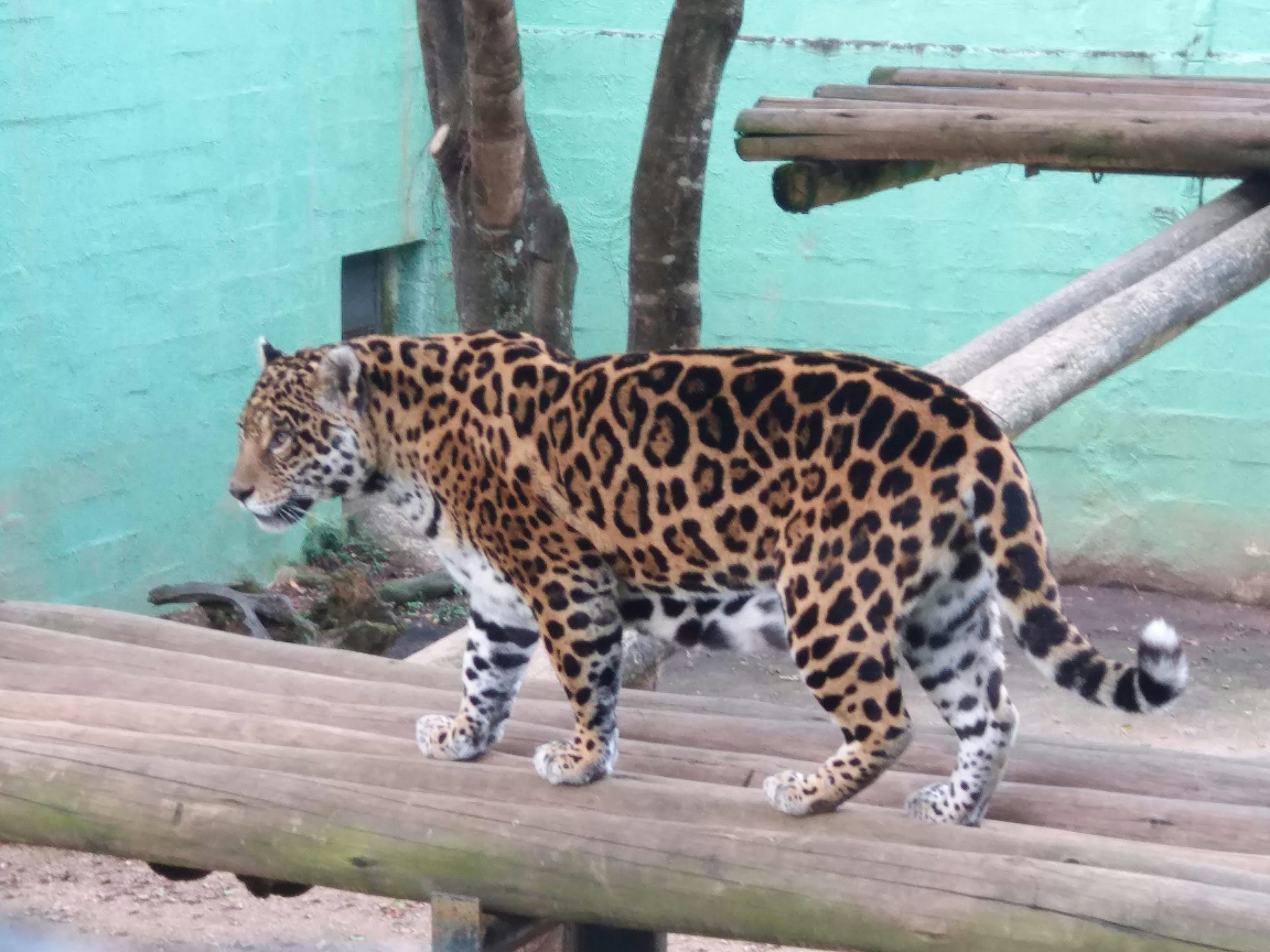 leopard on brown wooden log