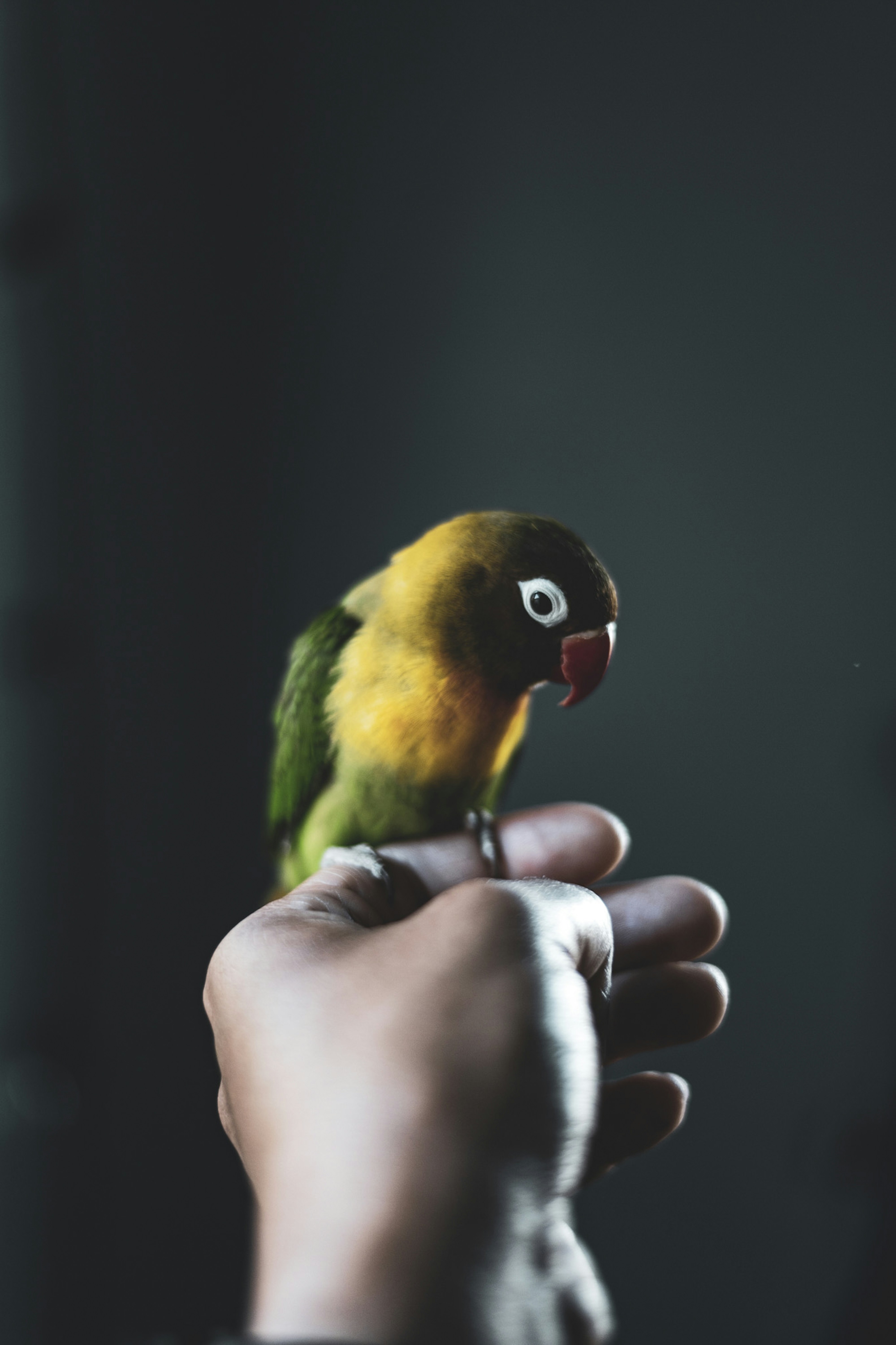 A vibrant green and yellow parrot perches on a hand, showcasing its curious expression against a soft-focus background. The intimate interaction highlights the bond between human and bird.
