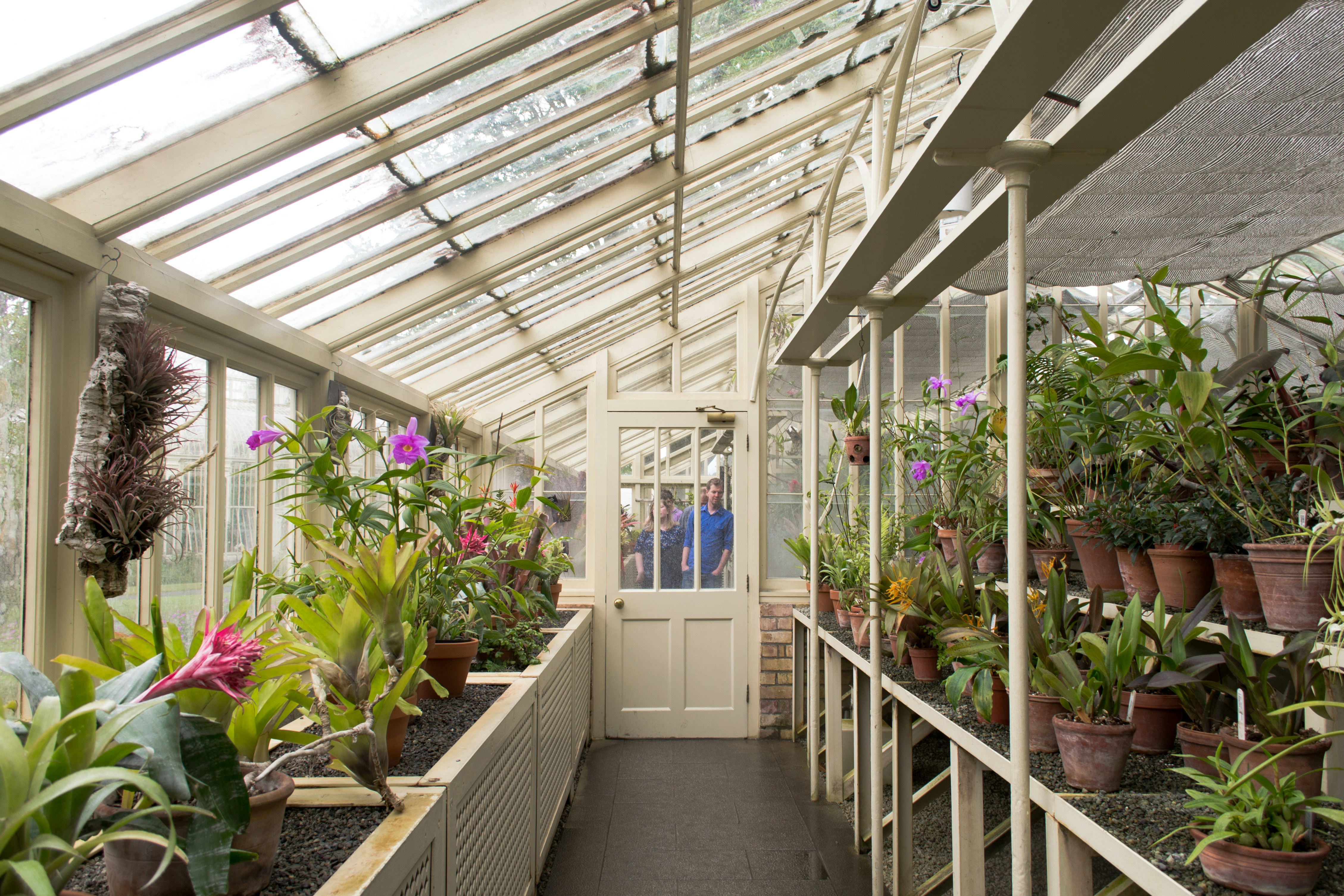 Greenhouse Corridor: A Quiet Path Through Blooming Pots
