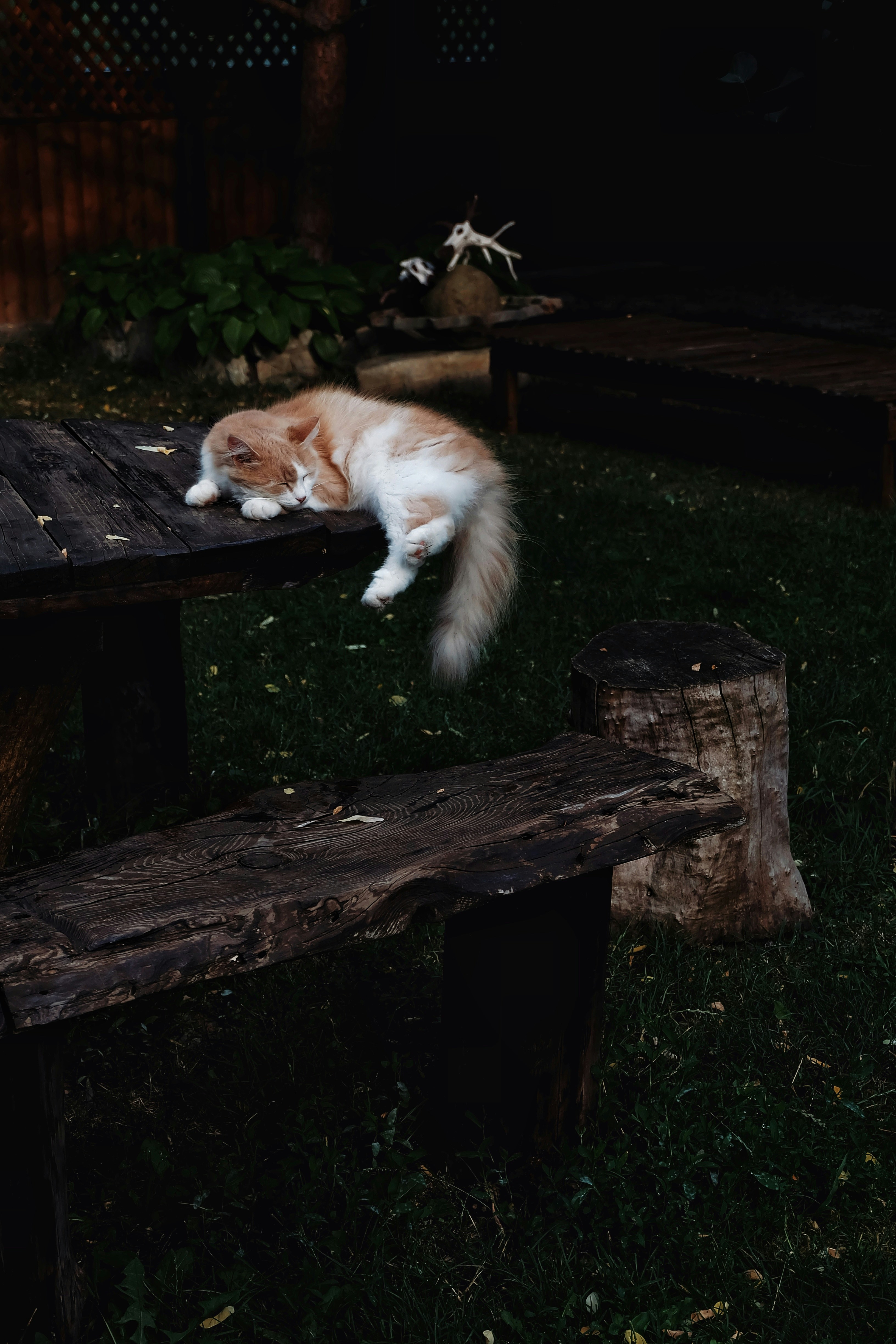 A relaxed cat lounging on a rustic wooden table in a dimly lit garden, surrounded by natural elements. The scene captures a serene moment of leisure.