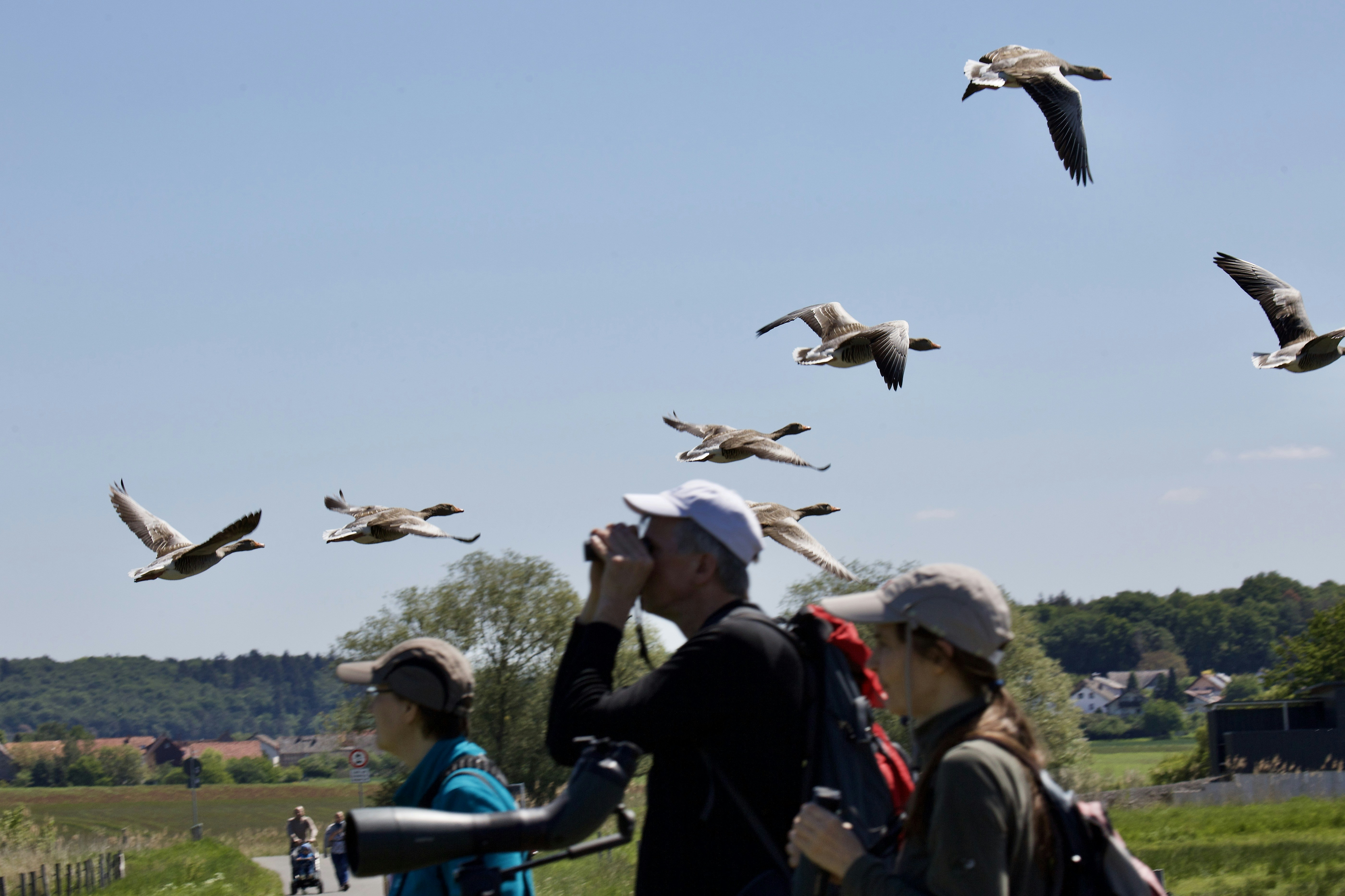 Birdwatchers observing a flock of birds in flight against a clear blue sky, showcasing the harmony between nature and human curiosity.