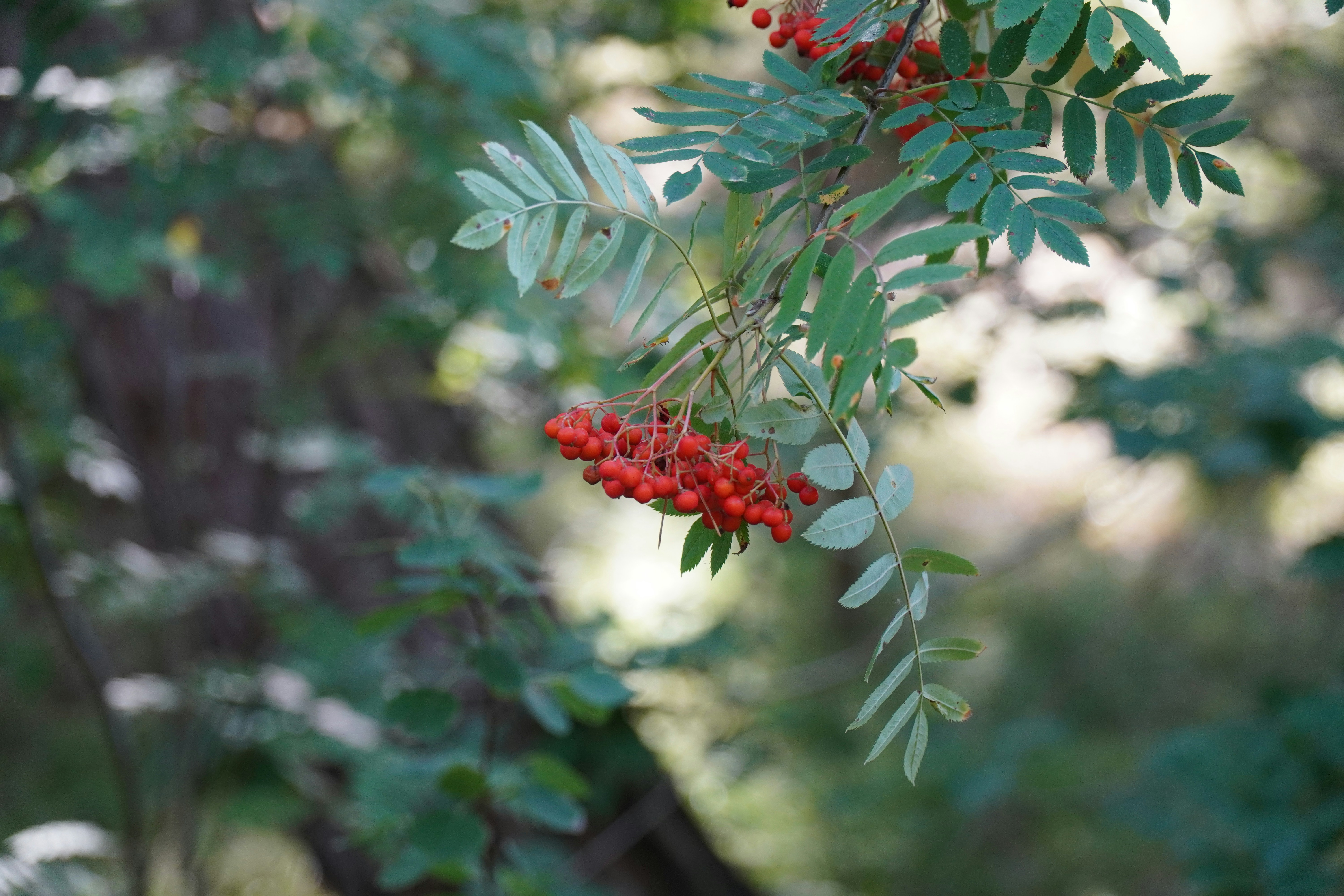 Fruits ronds rouges sur feuilles vertes pendant la journée photo ...