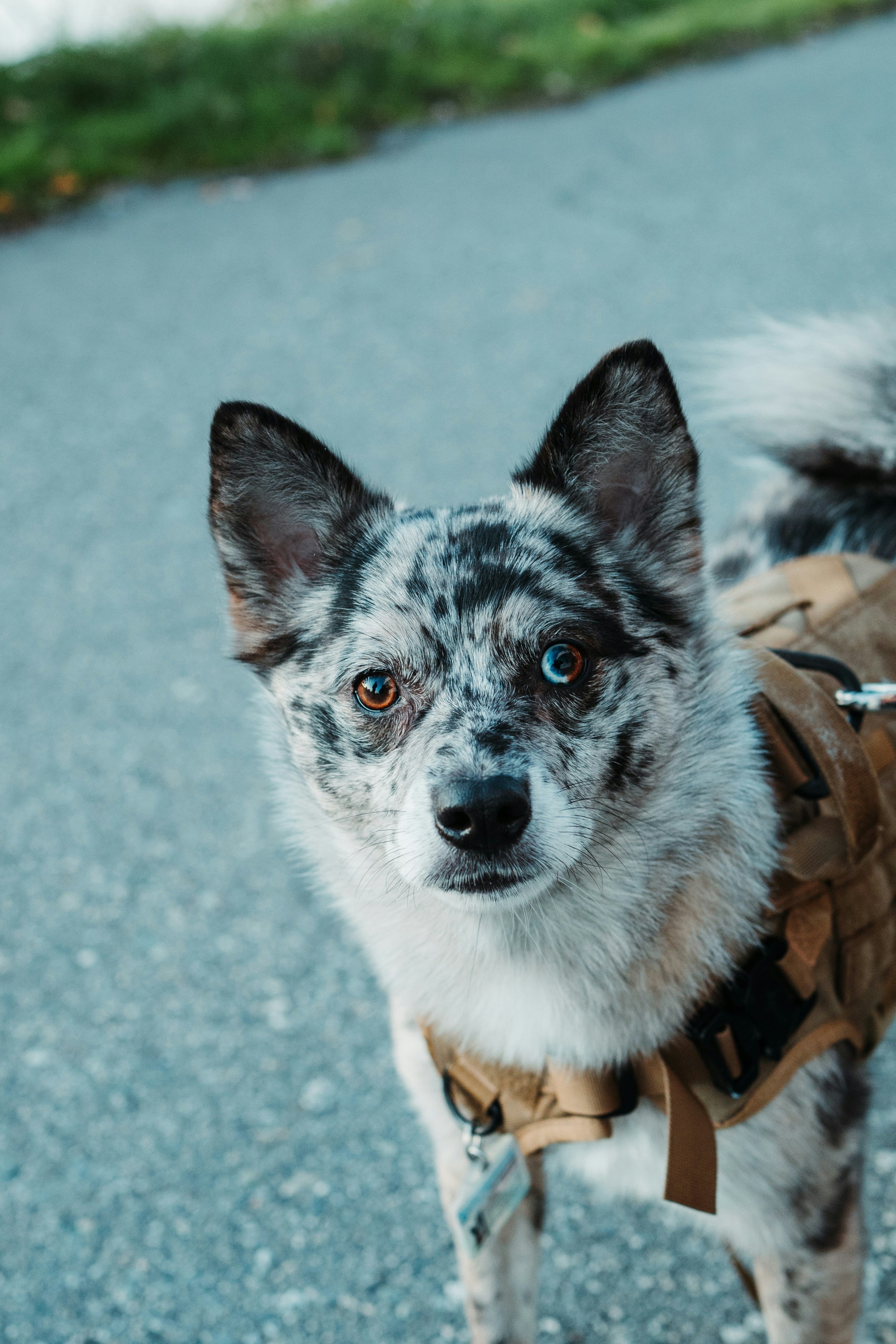 Eyes of the Mottled Wanderer