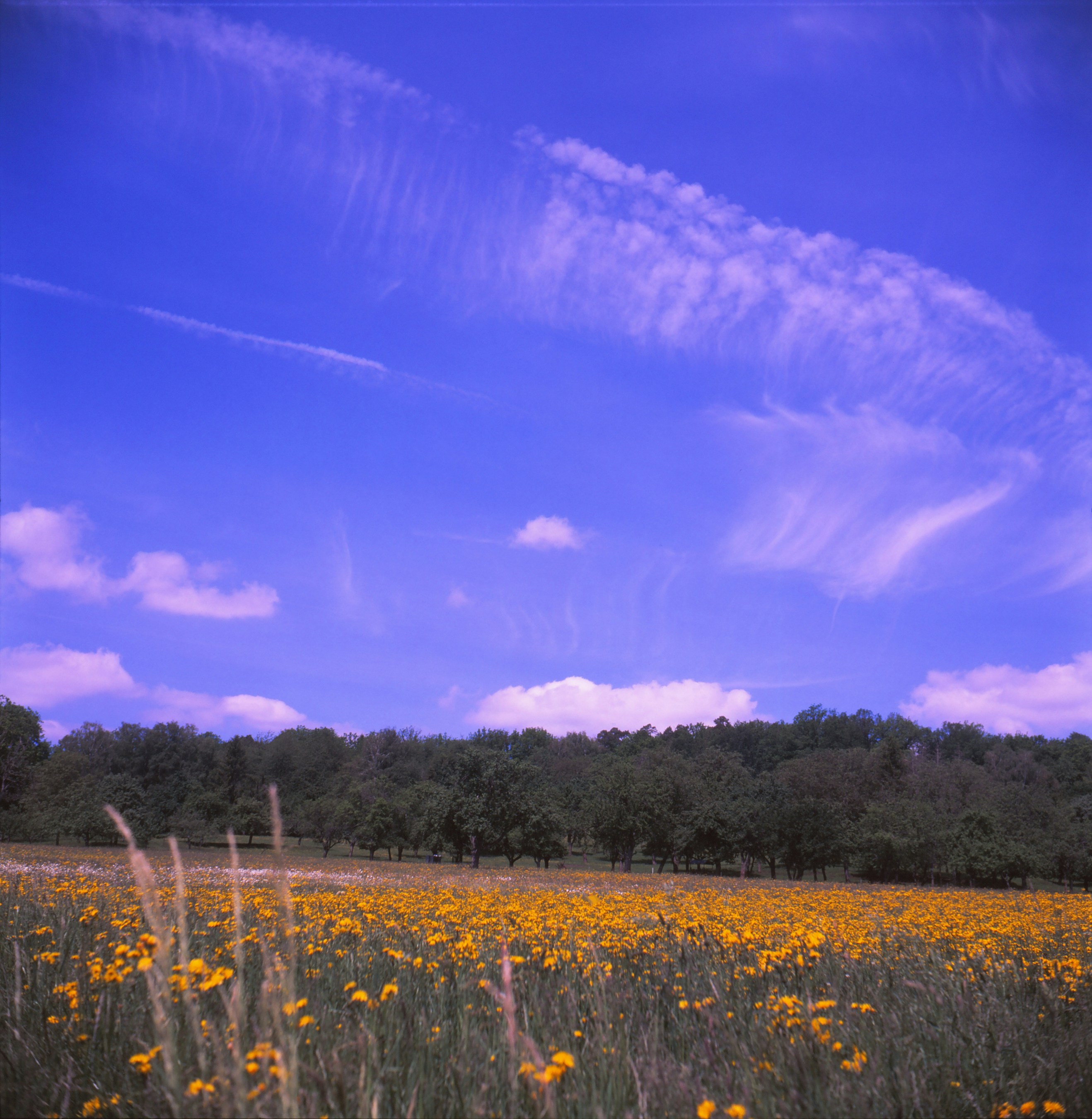 Wildflower Gold Under a Wide Cerulean Sky
