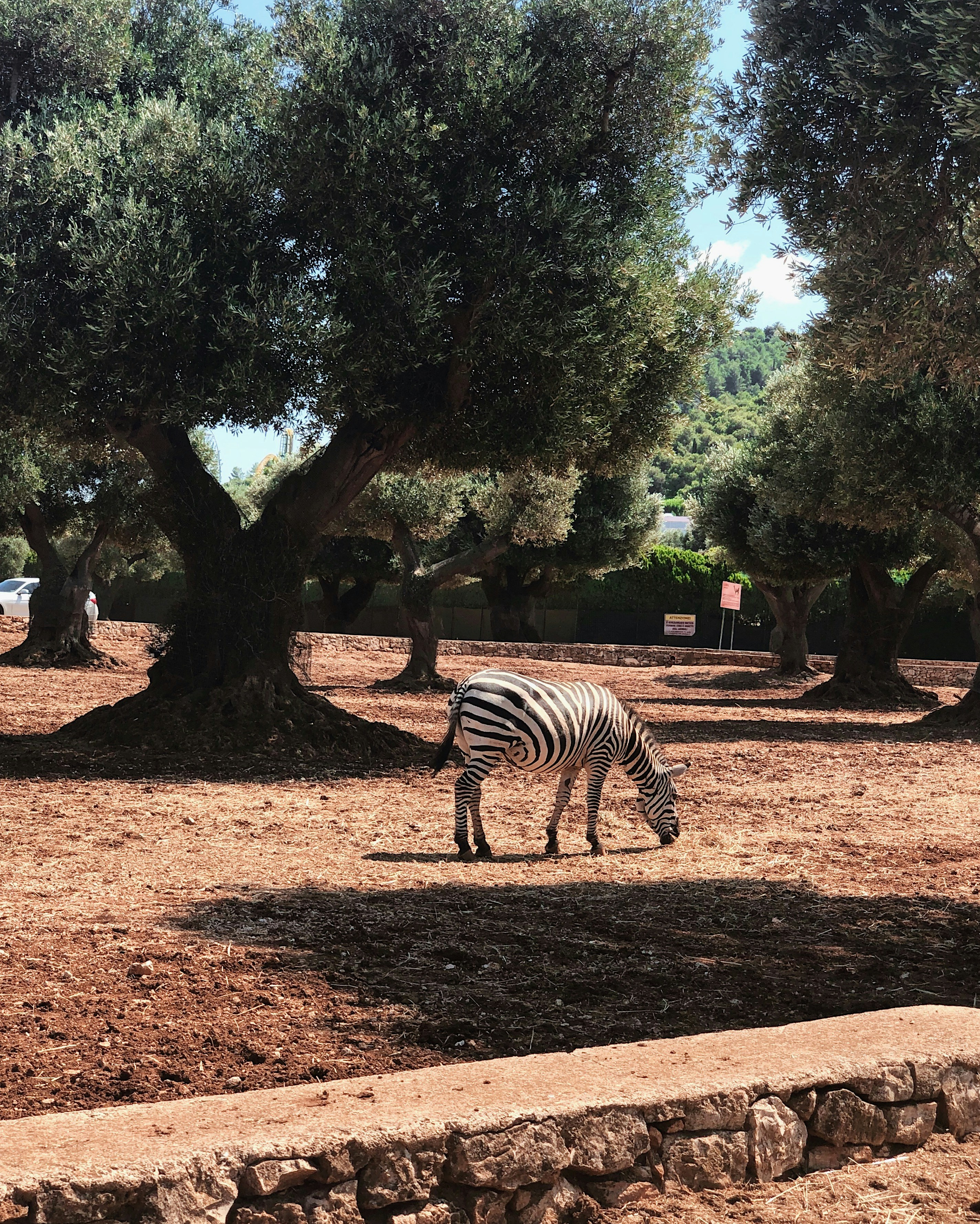 A zebra forages in a sunlit olive grove, surrounded by ancient trees and a rustic stone wall.