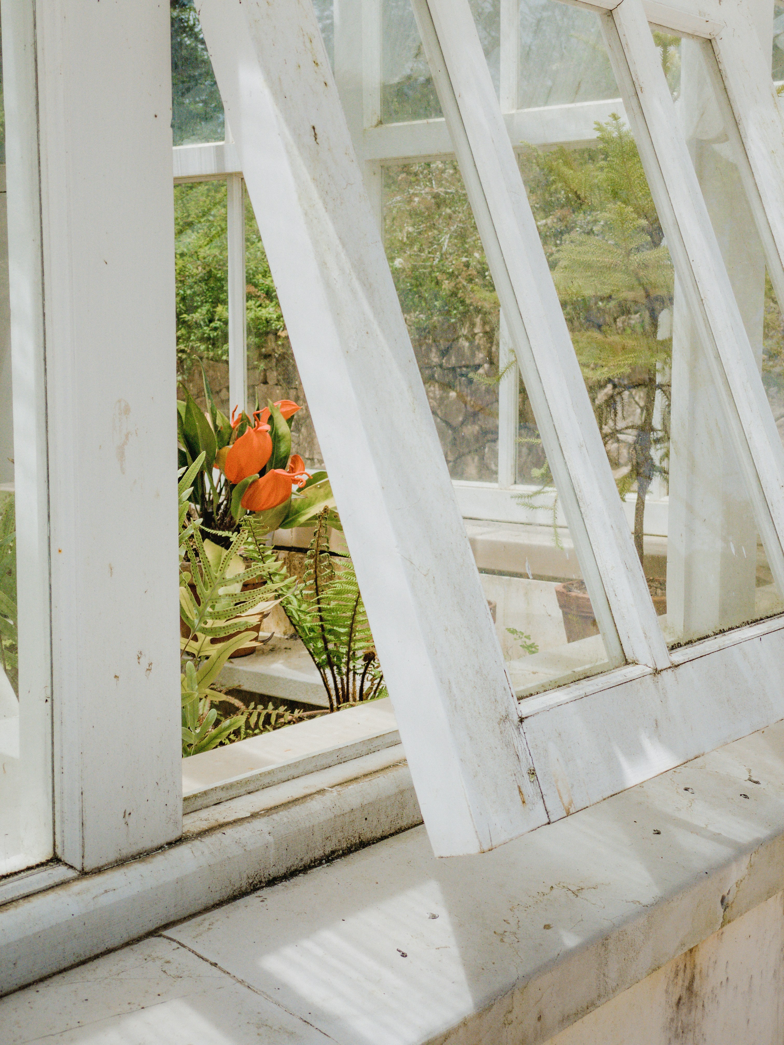 Orange Blooms Peering Through a Worn Glasshouse Frame