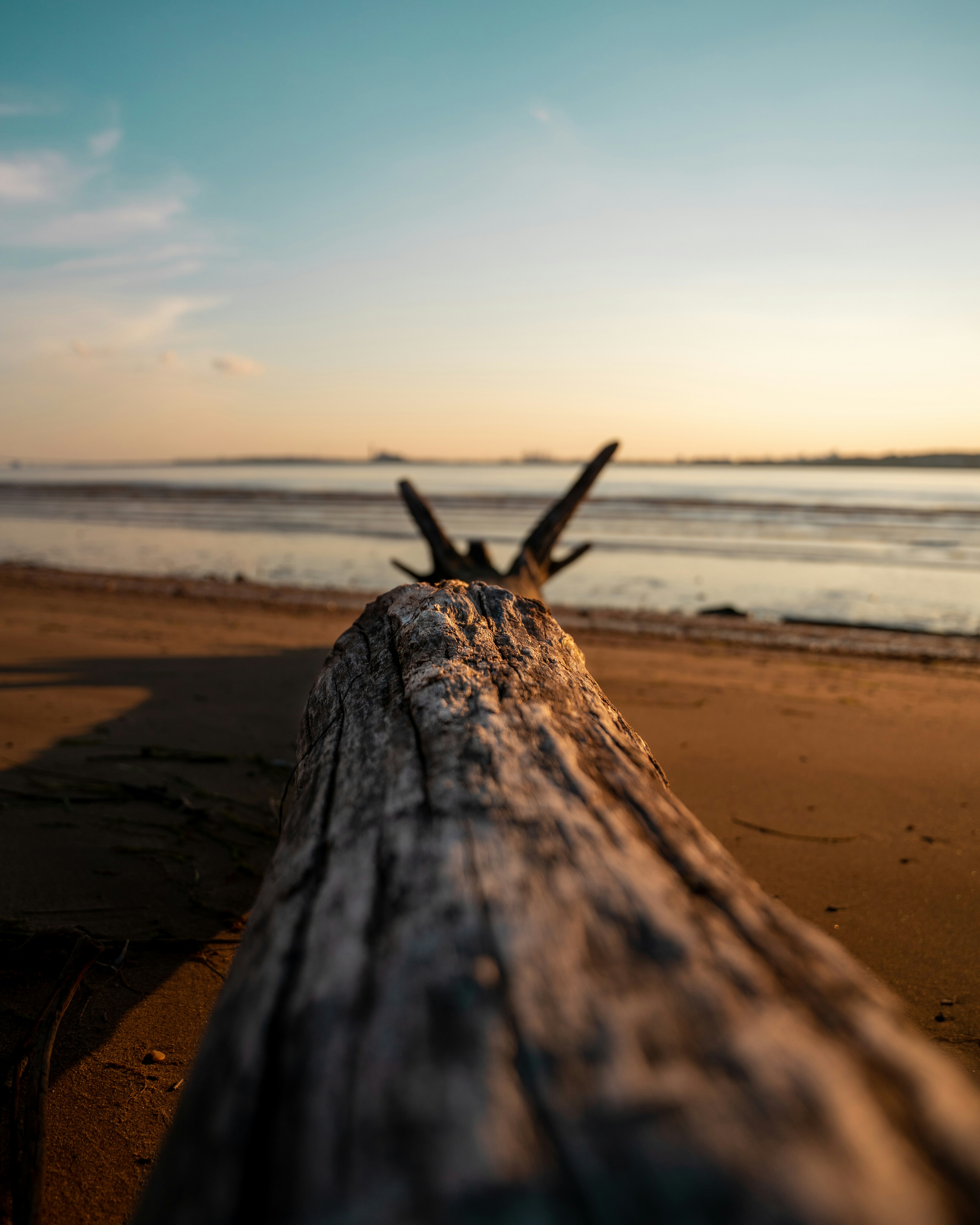 Driftwood Sentinel on a Quiet Beach at Golden Hour