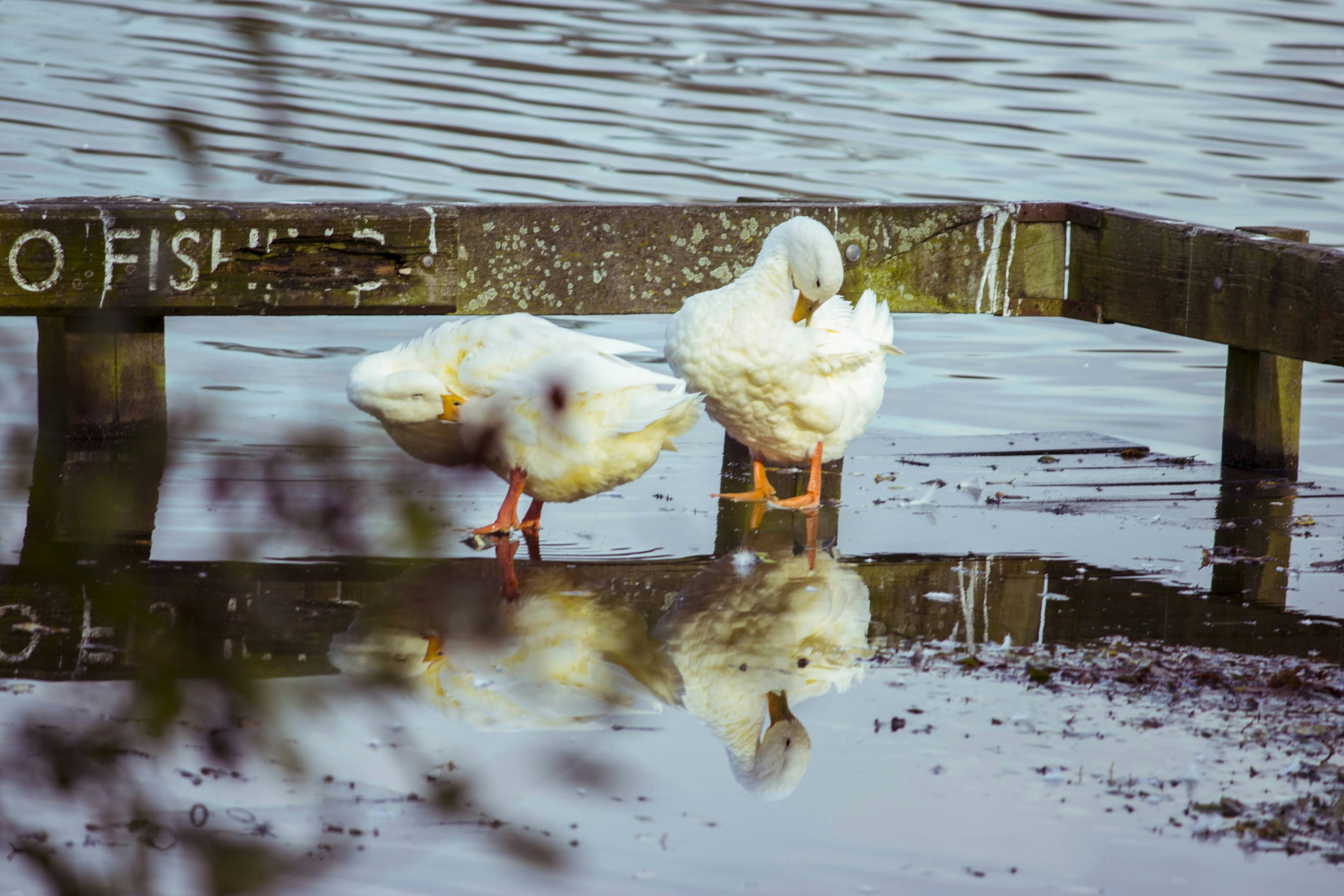 Two White Ducks on a Weathered Dock: Reflections in a Quiet Pond