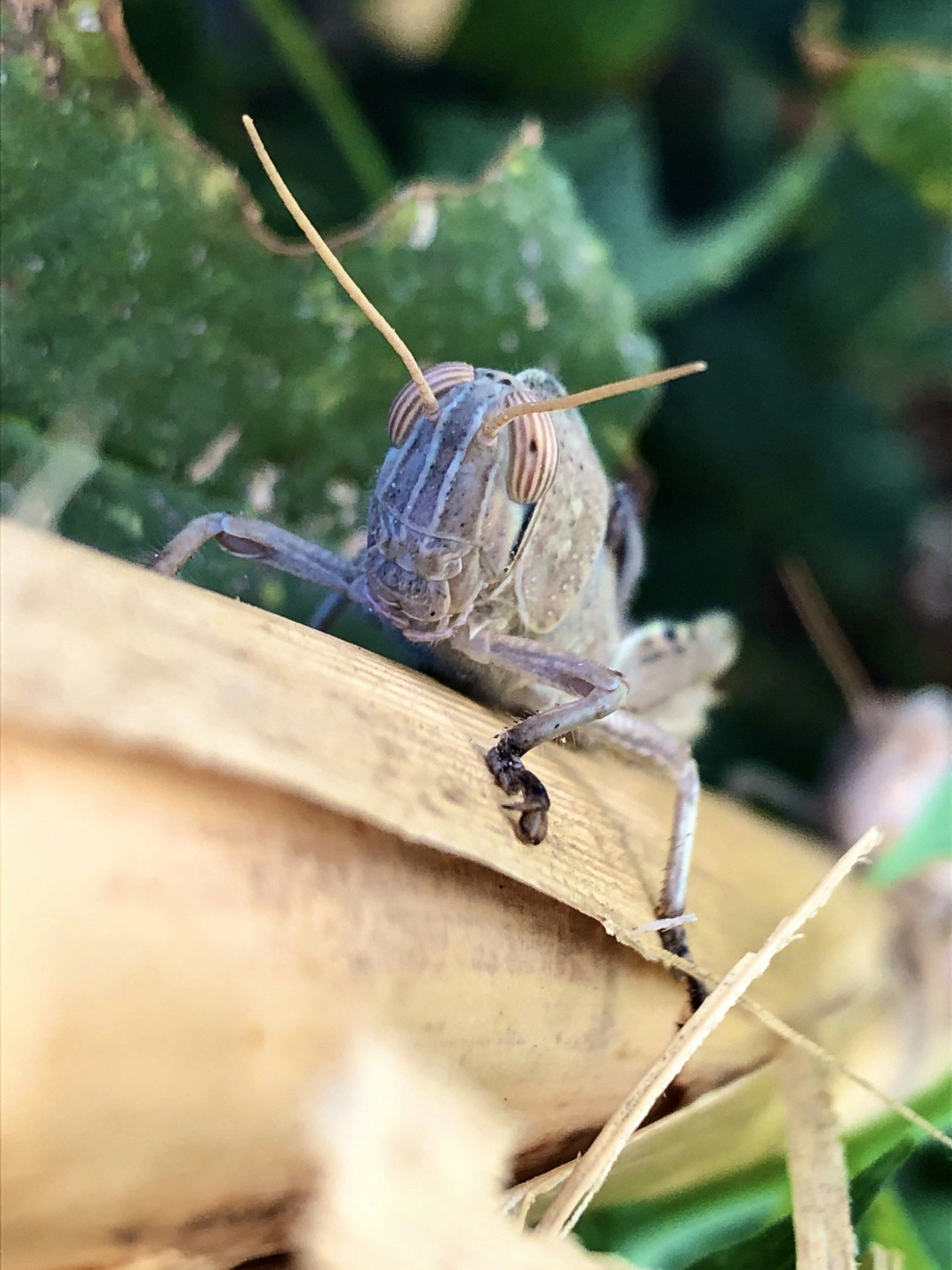 gray grasshopper on brown wooden surface