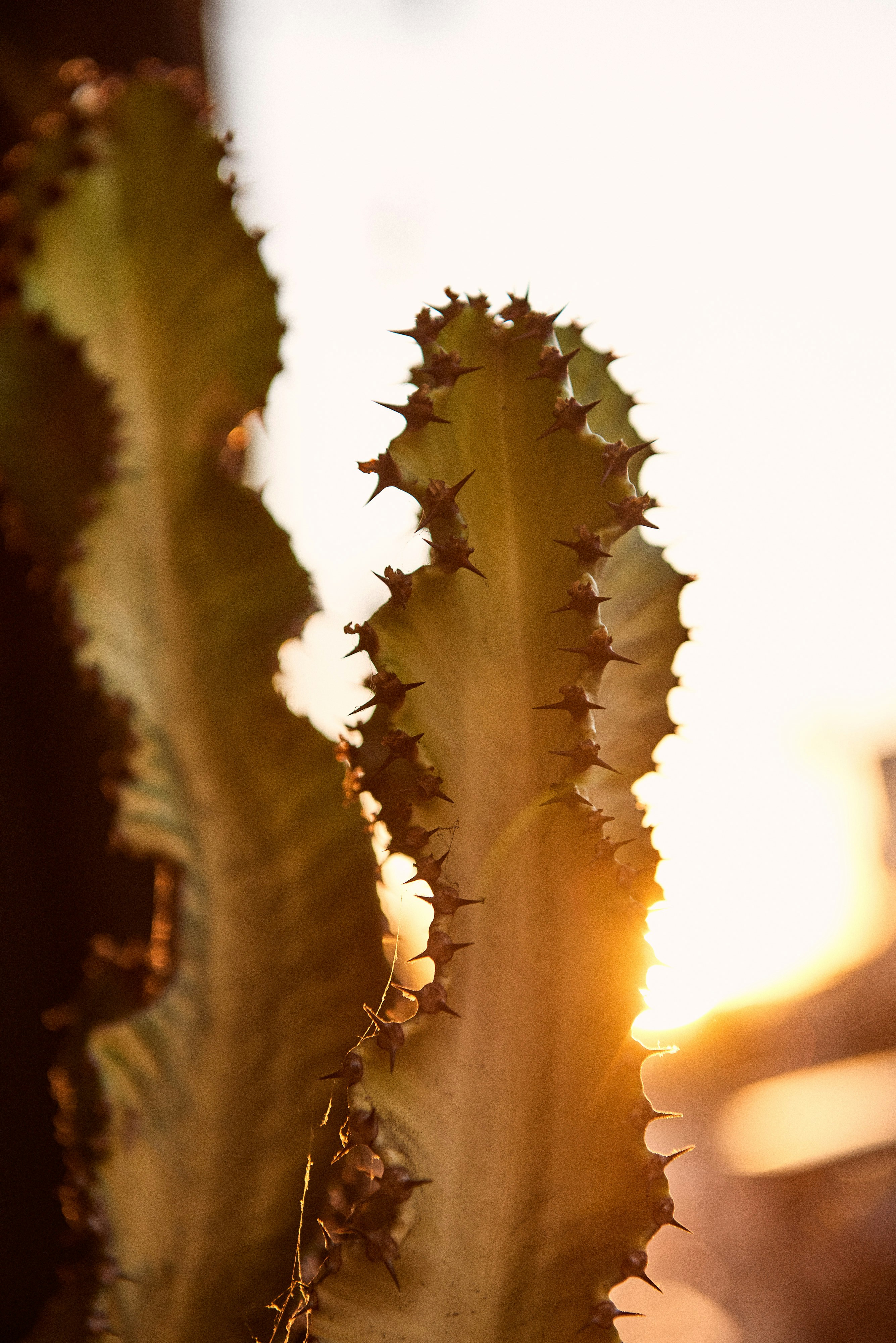 Foto Planta marrón en fotografía de primer plano – Imagen Cactus gratis ...