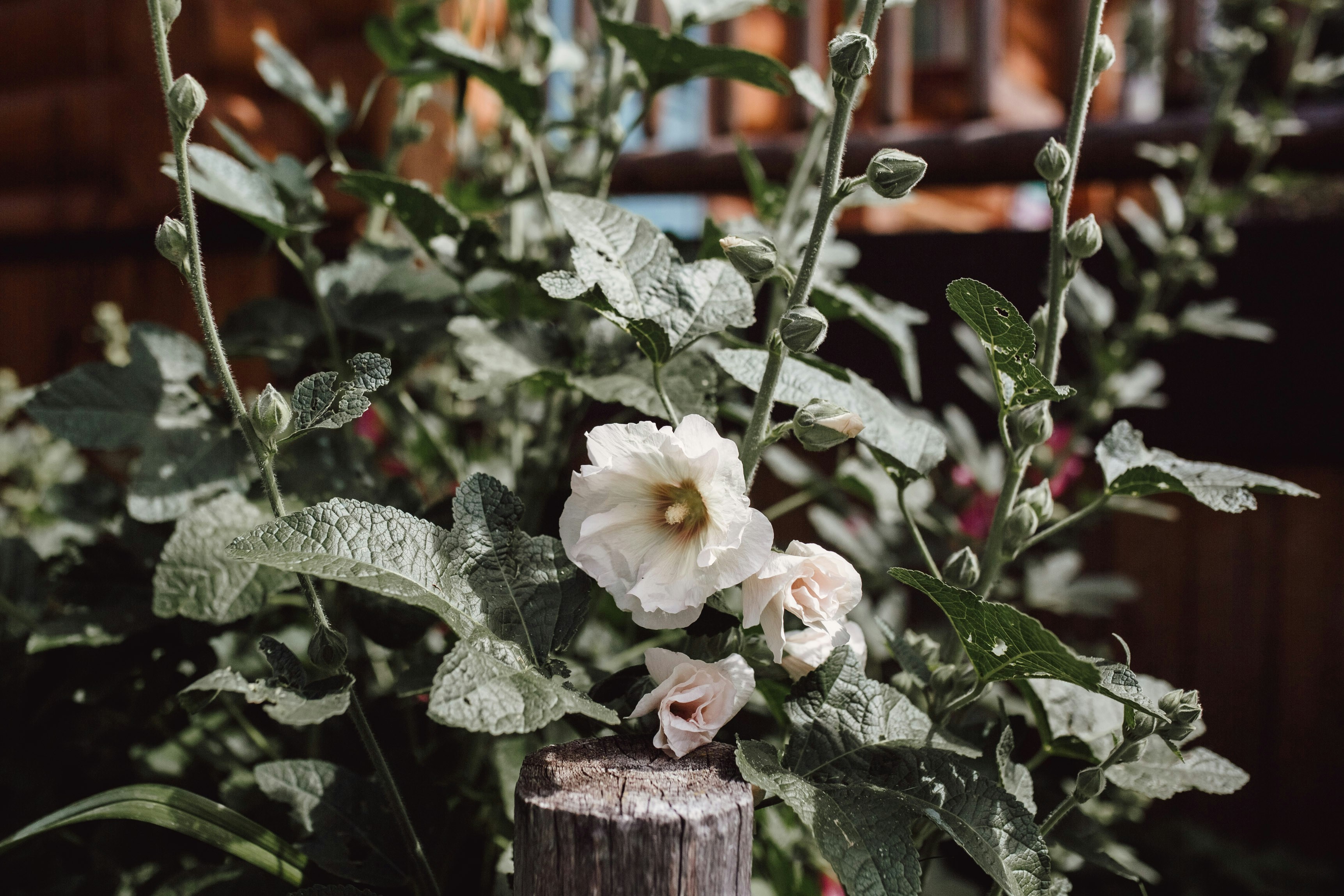 white flowers with green leaves