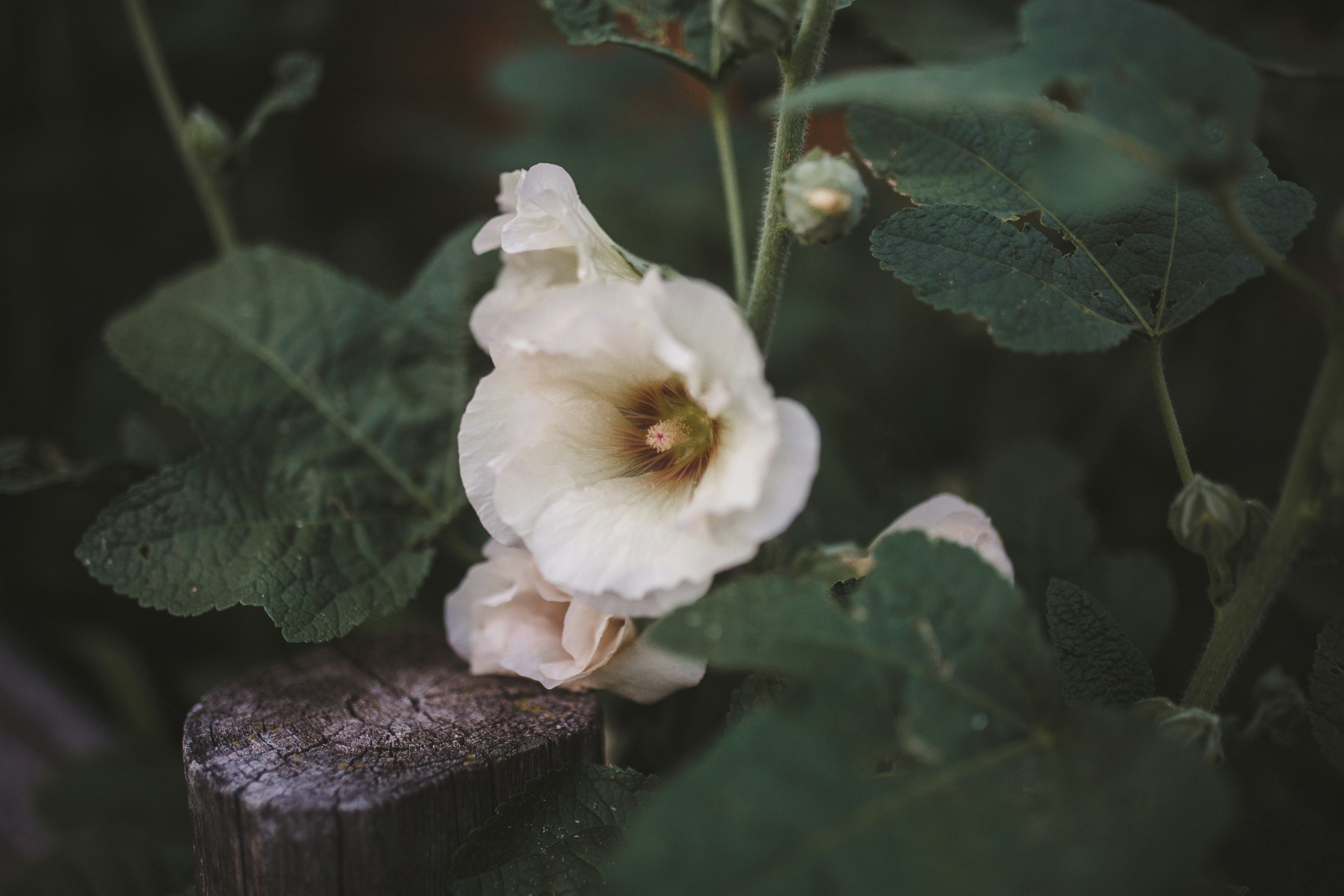 Cream-colored flower nestled among green foliage, showcasing its intricate petals and natural beauty.