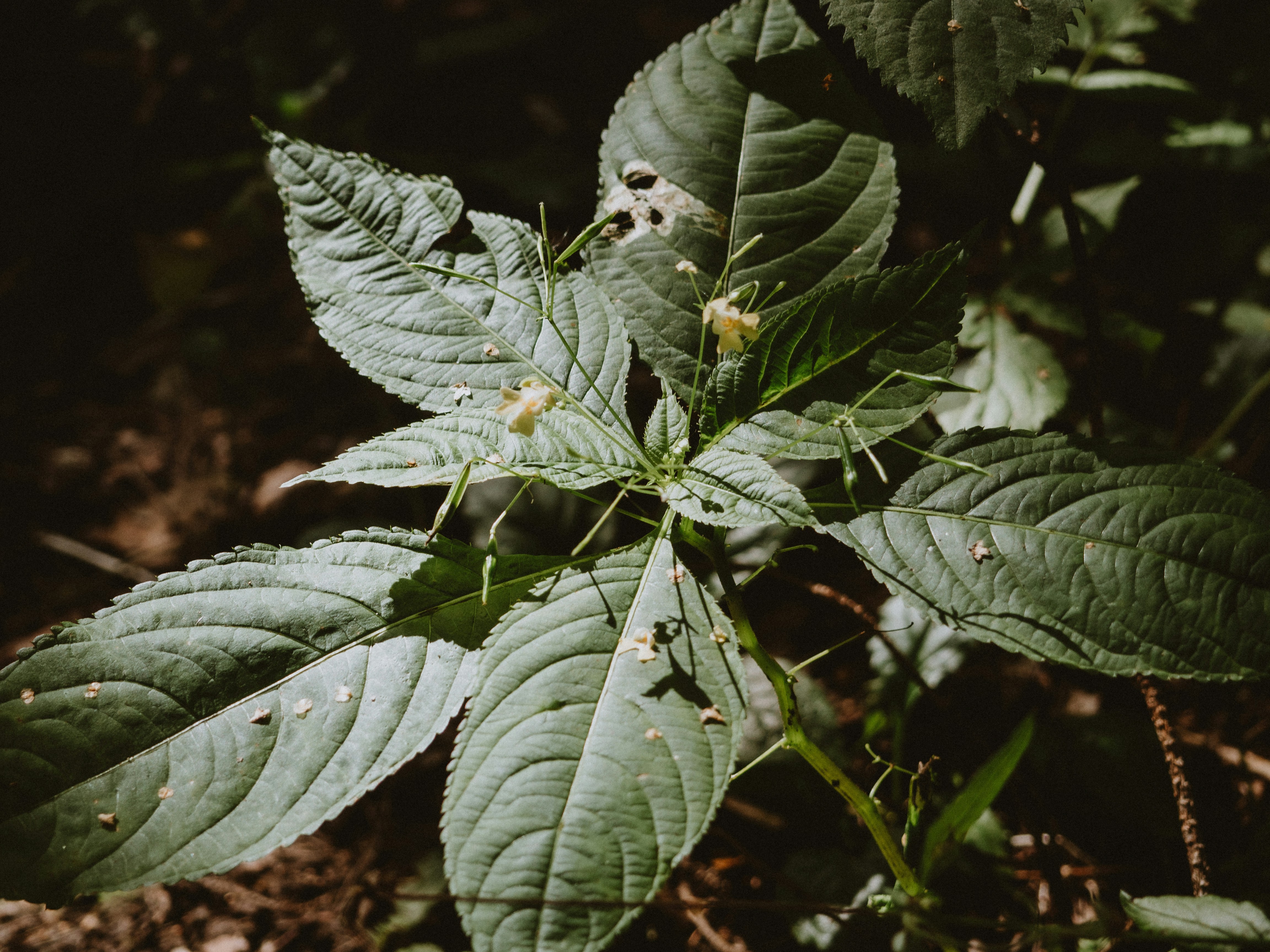 Close-up of a green leaf with delicate flowers, showcasing the intricate textures and patterns of nature. The play of light highlights the leaf's details.
