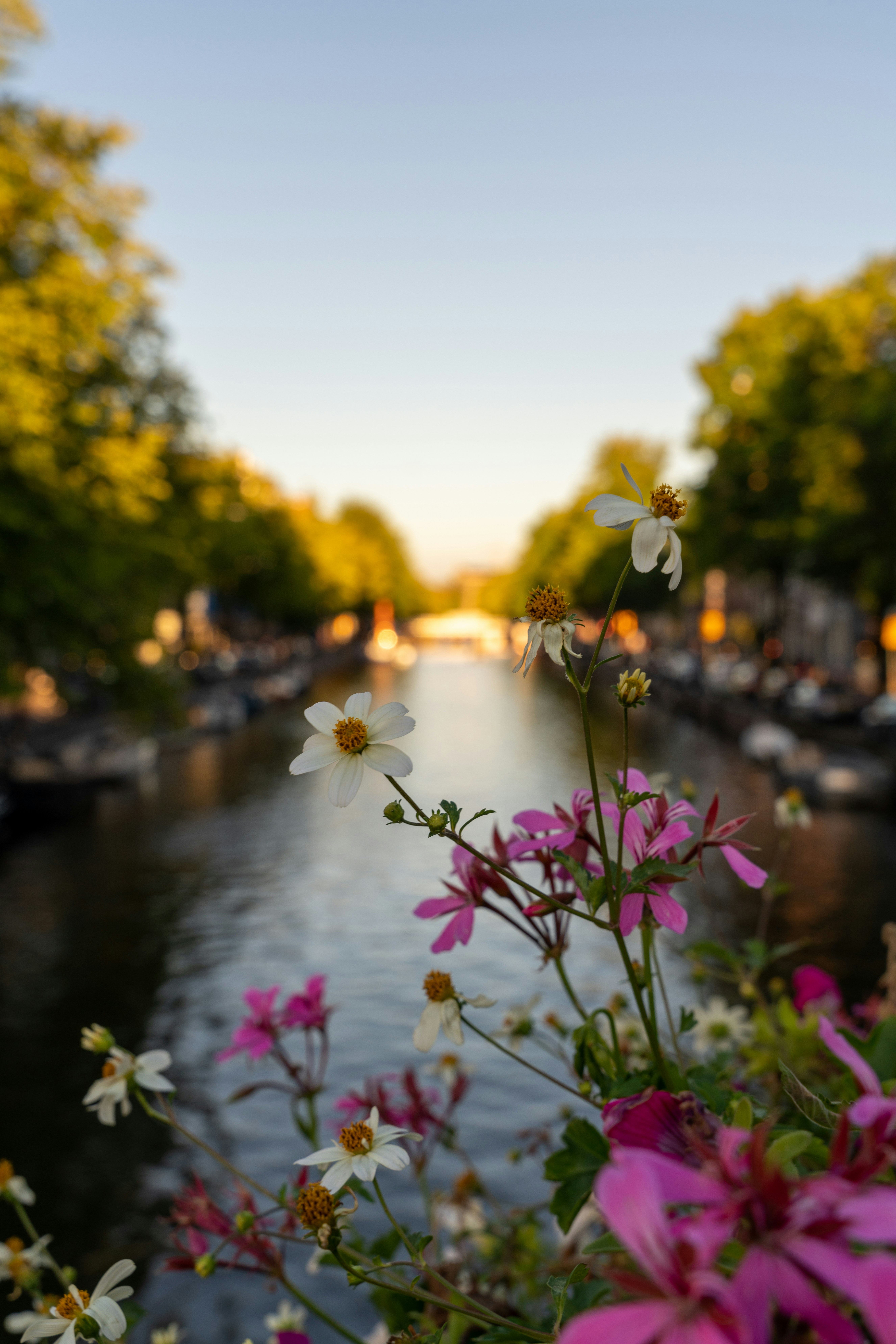 Floral Foreground Leads the Golden Canal at Dusk