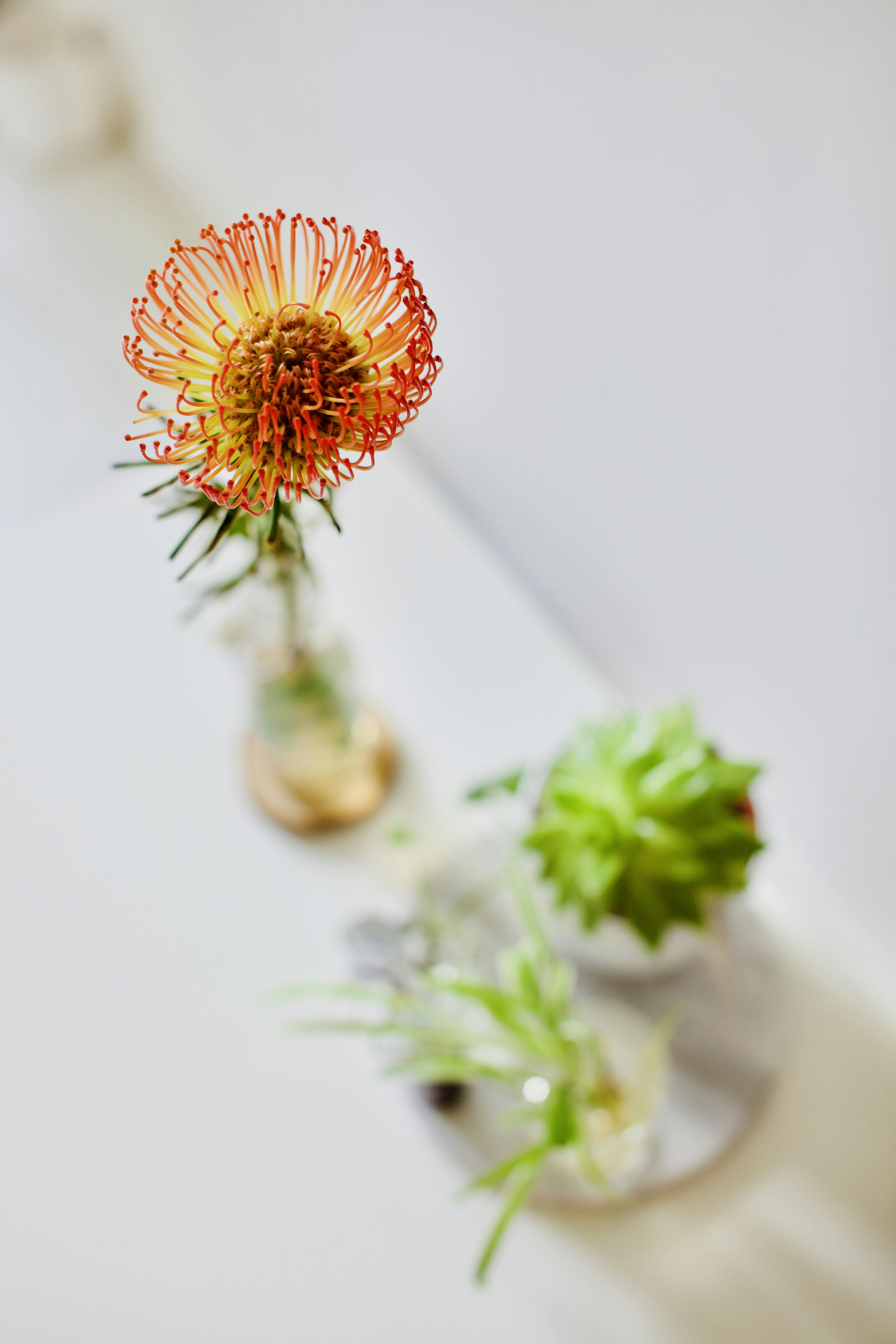 Crimson Crown in White: A Macro Portrait of a Pincushion Flower