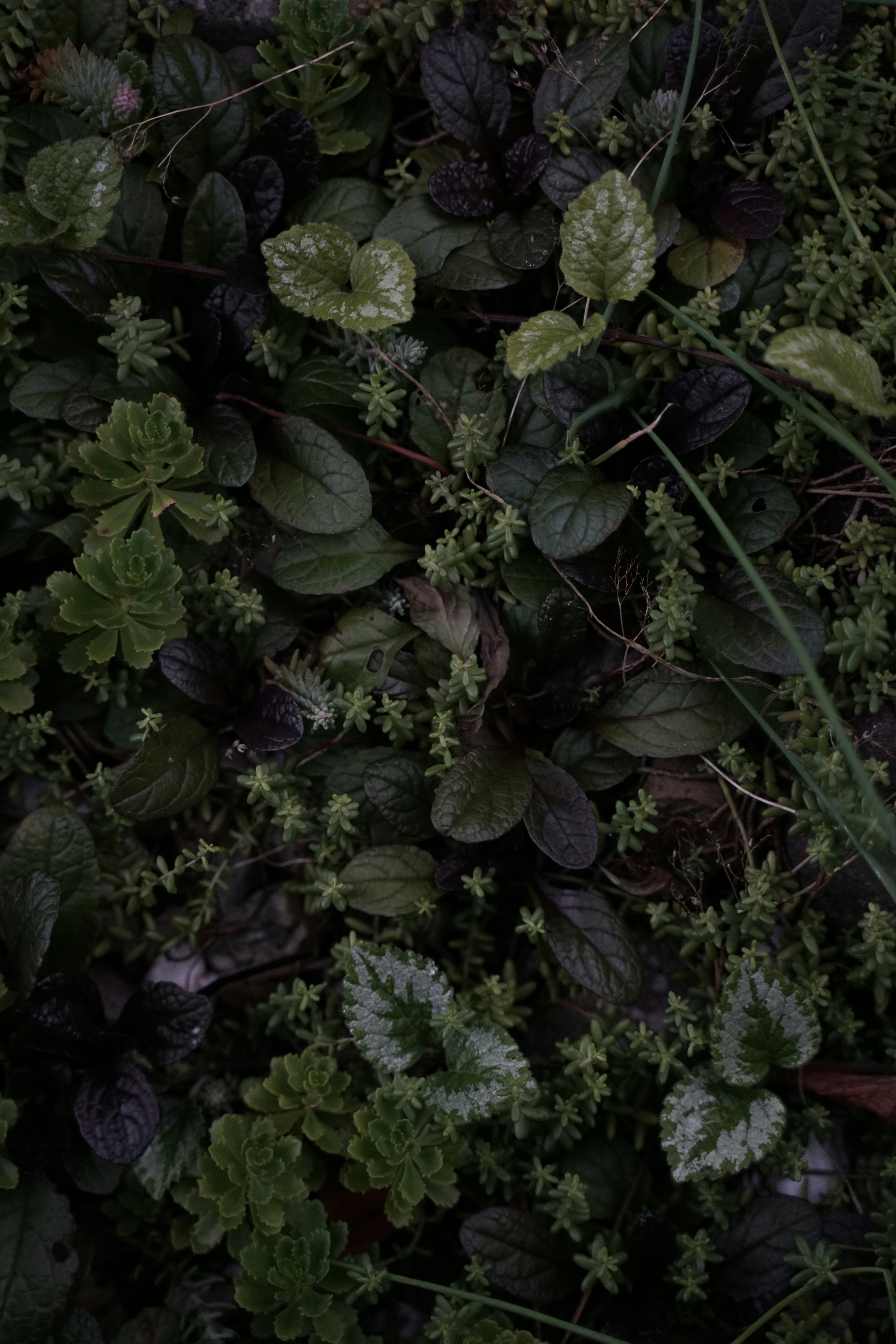A dense arrangement of various green plants and leaves, showcasing intricate textures and shades in a natural setting.