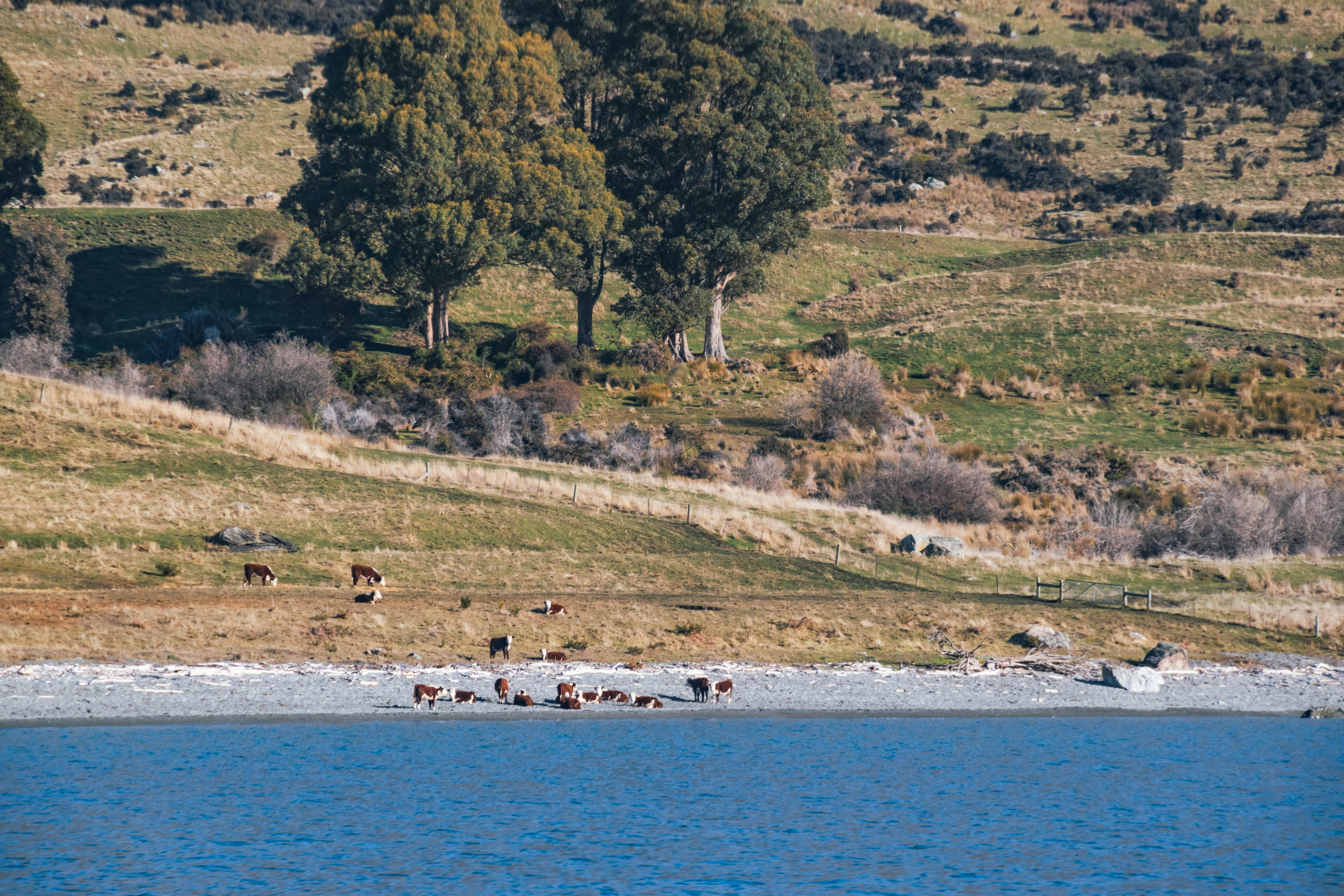 Cows peacefully grazing along a pebbled shoreline with lush greenery in the background. The tranquil scene captures rural life in harmony with nature.