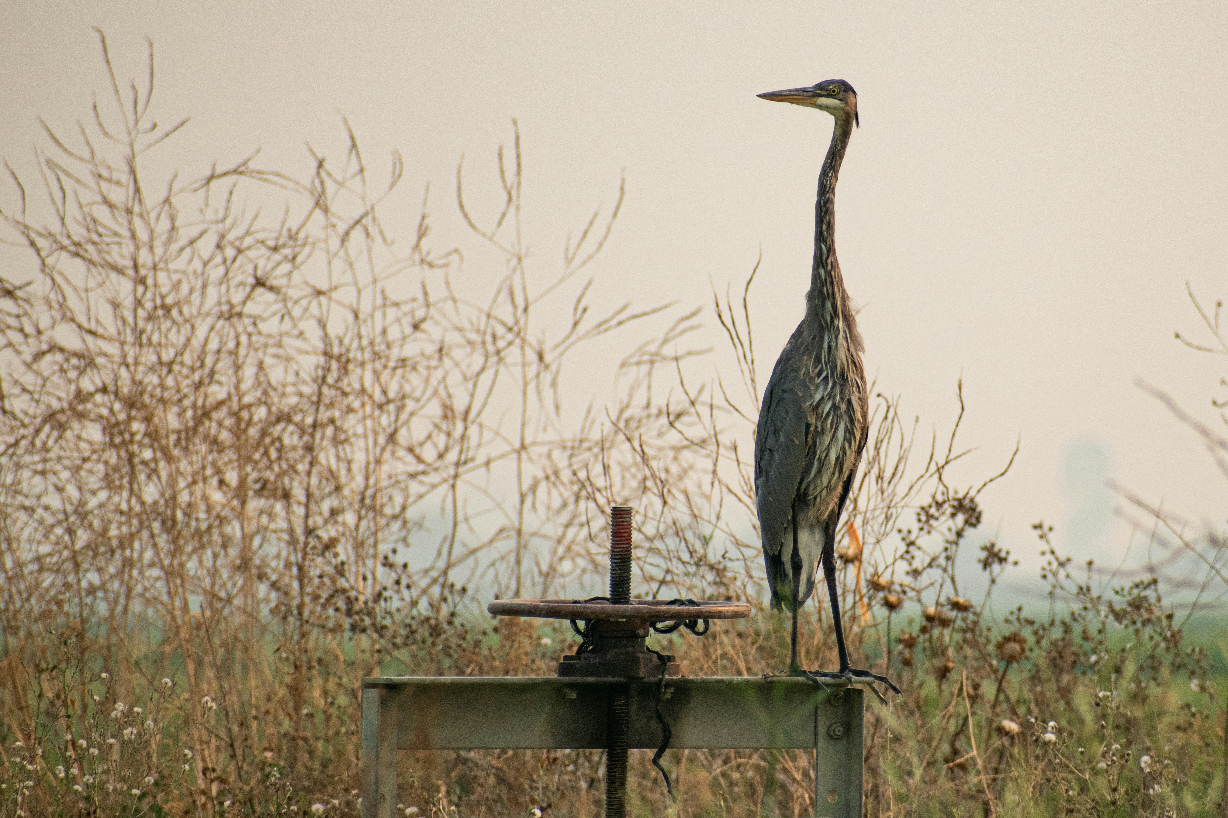 Dusk-Quiet Heron Perches on a Weathered Platform
