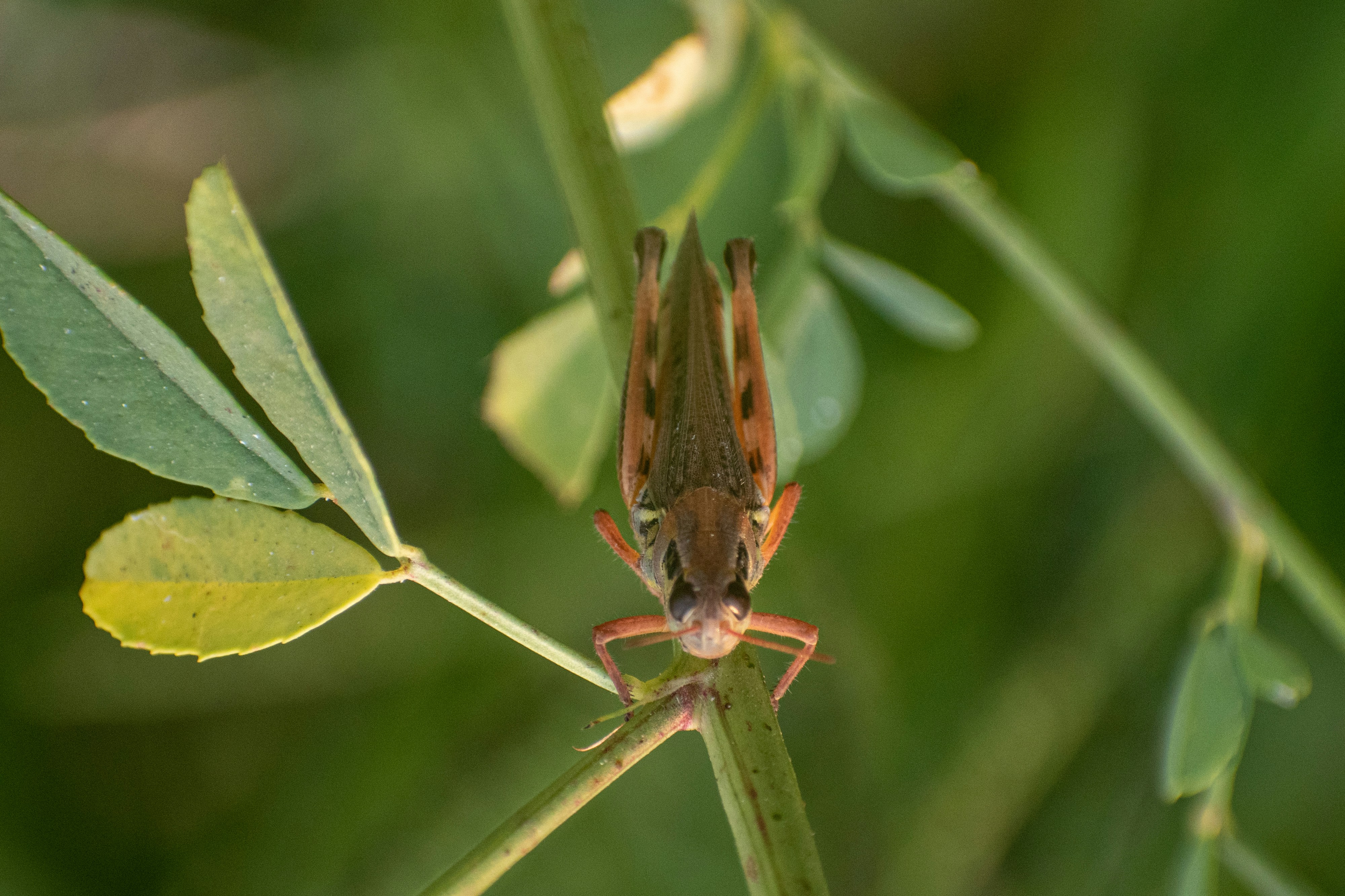 Crimson-inverted Bug Clinging to a Green Vein