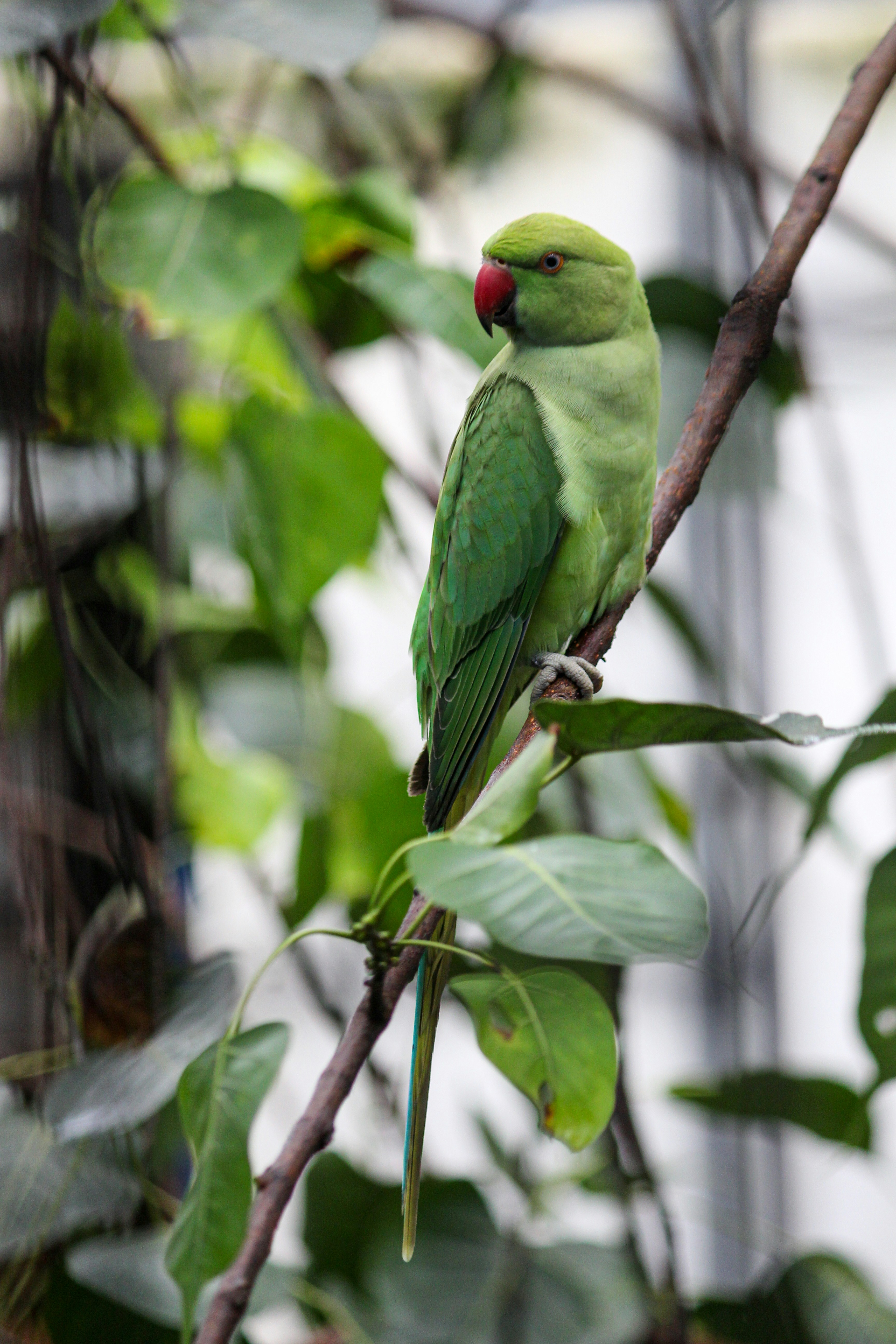 Emerald Perch: A Green Parrot Framed by Leaves and Branches