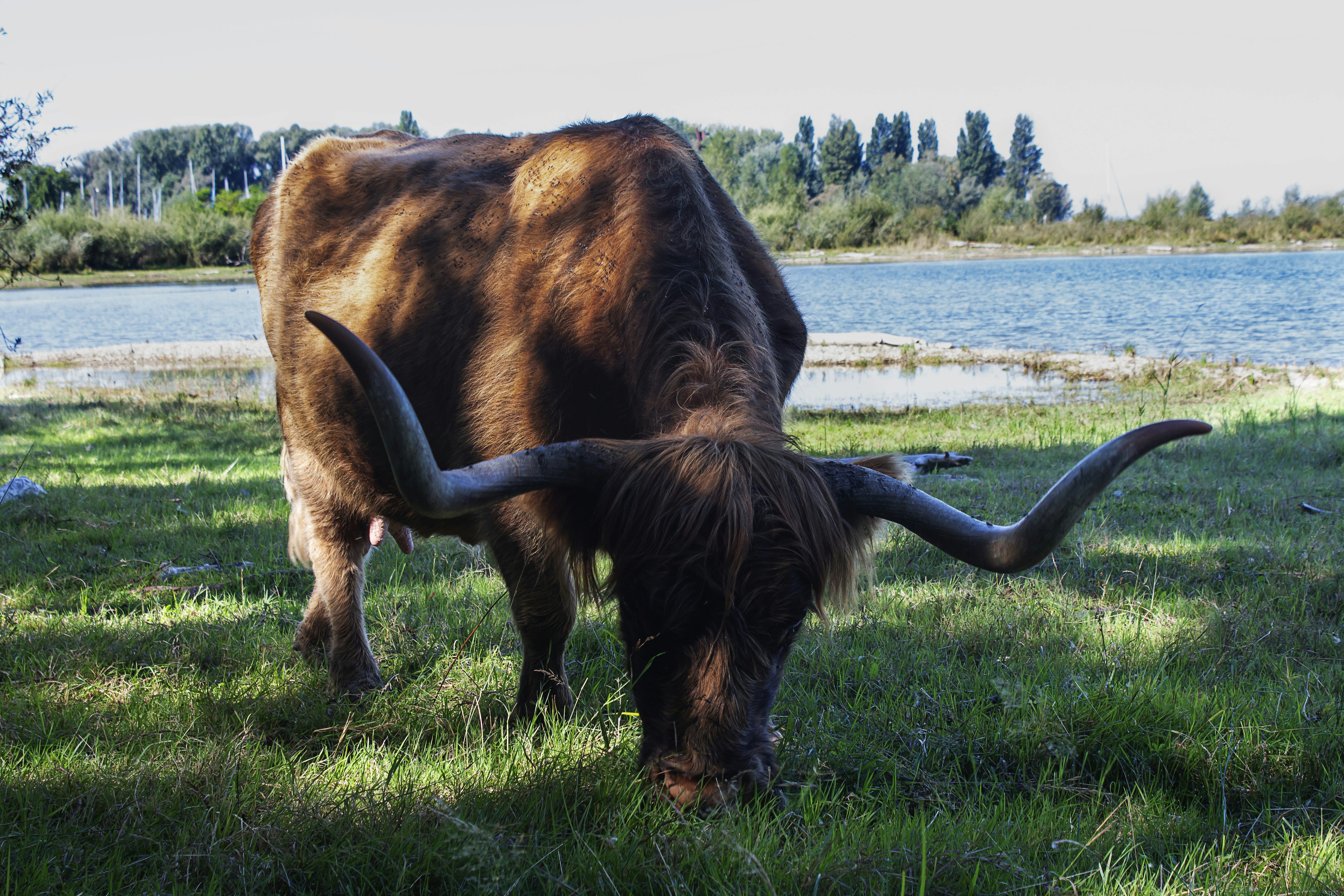 Horns on the Riverside: Highland Cow Grazing by the Water