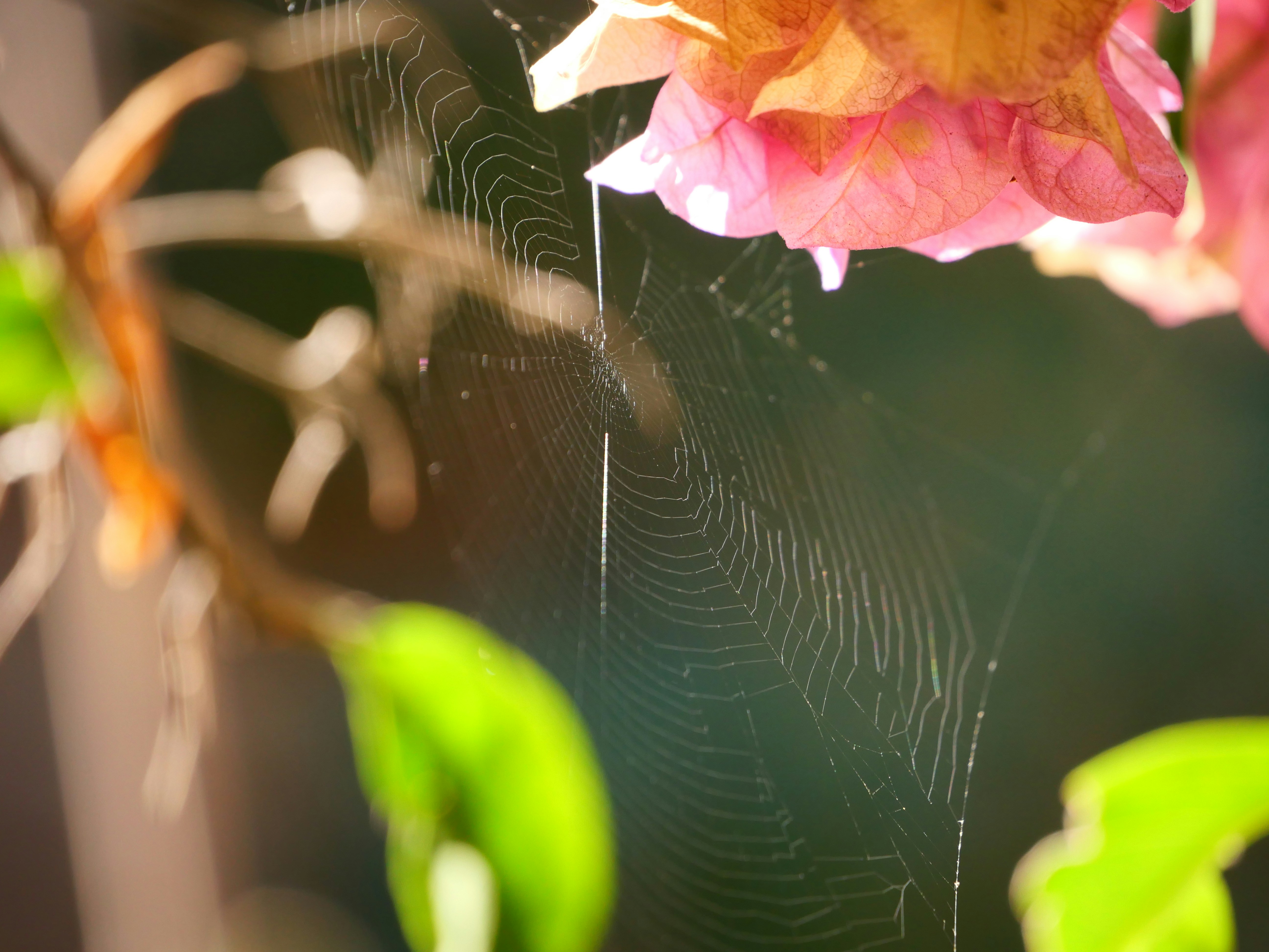 Delicate spider web glistening in sunlight, framed by vibrant bougainvillea petals and lush green leaves.
