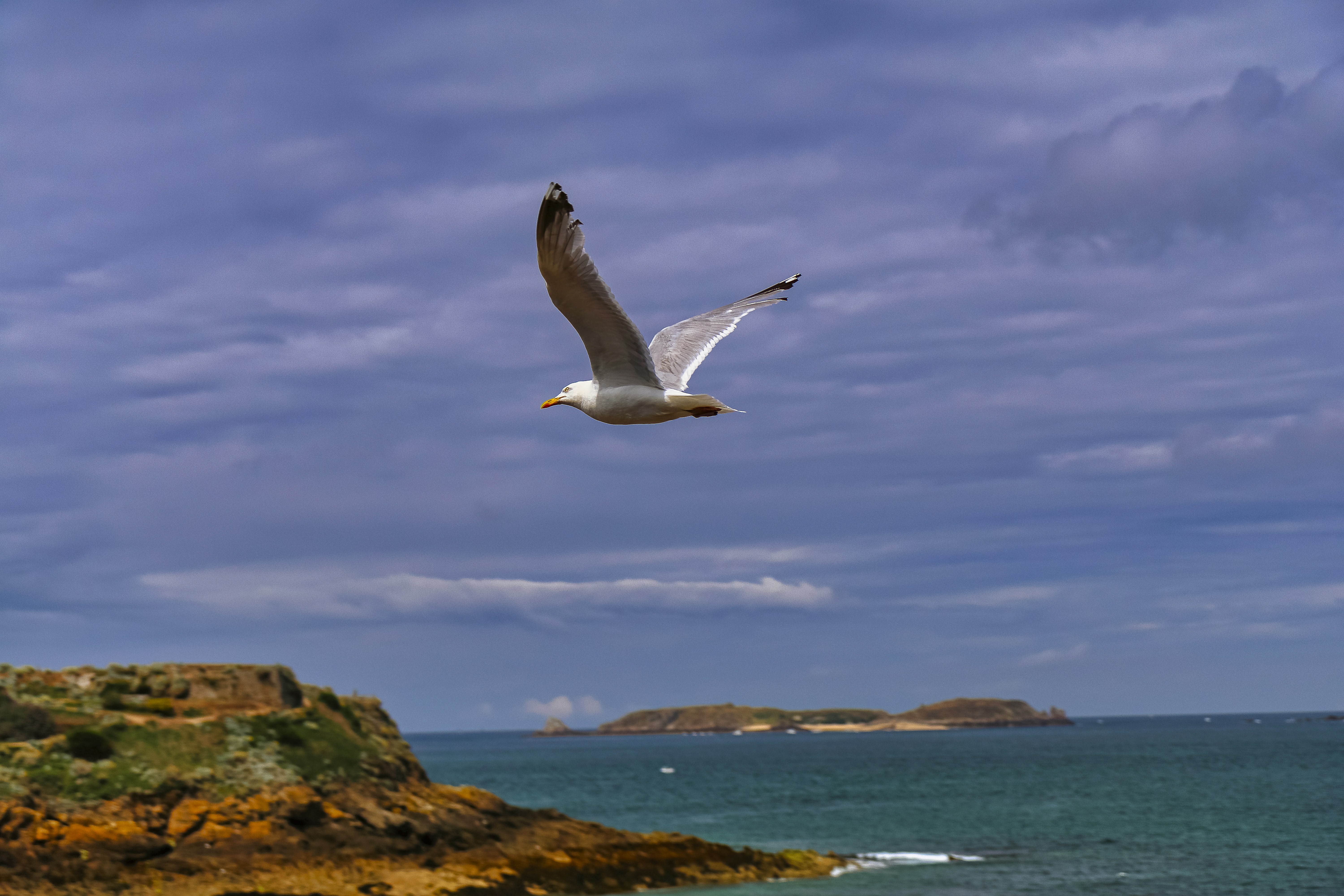 Seagull Soaring Over Coastal Vista