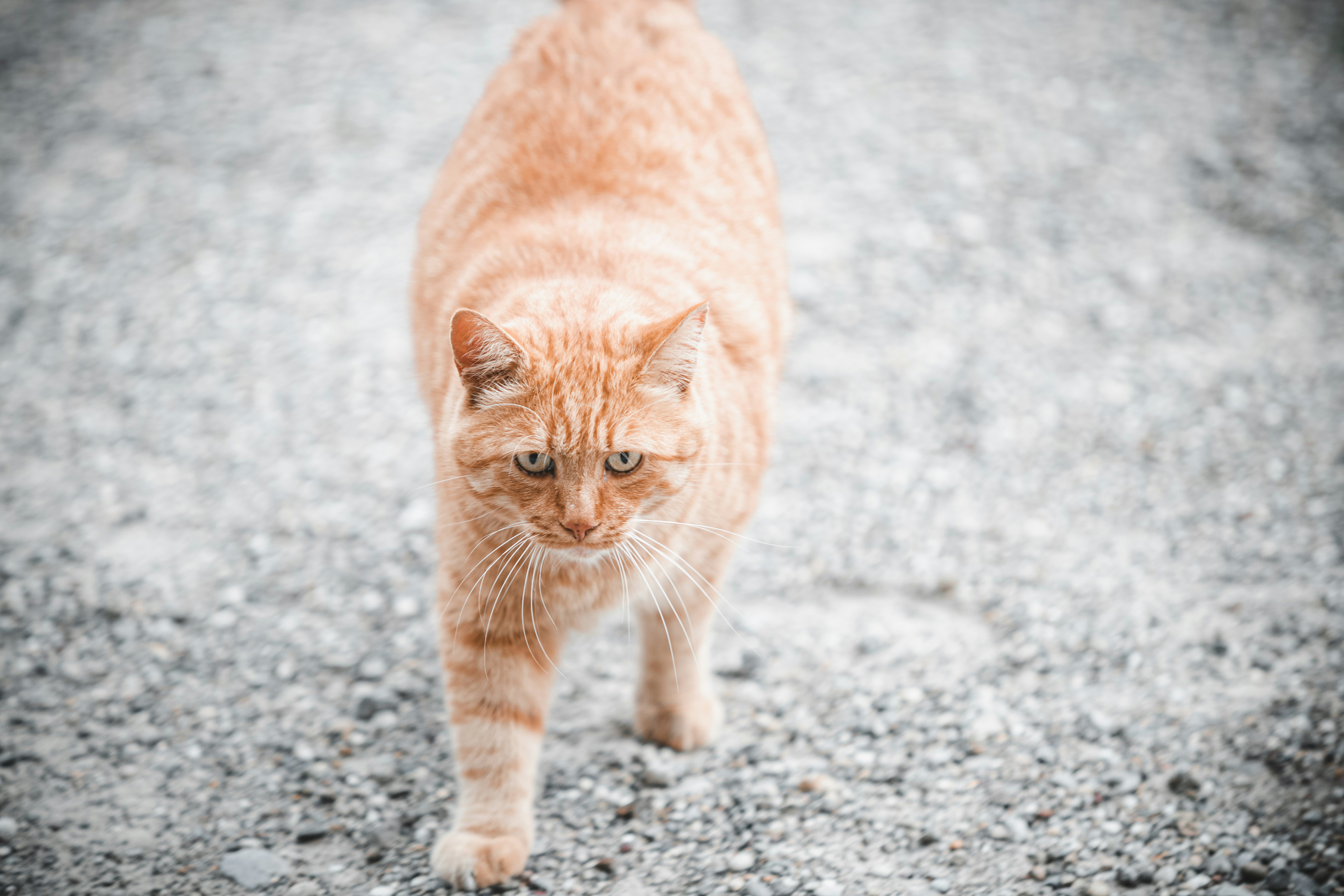 Orange tabby cat walking on a gravel path, showcasing its inquisitive nature and vibrant fur against a muted background.