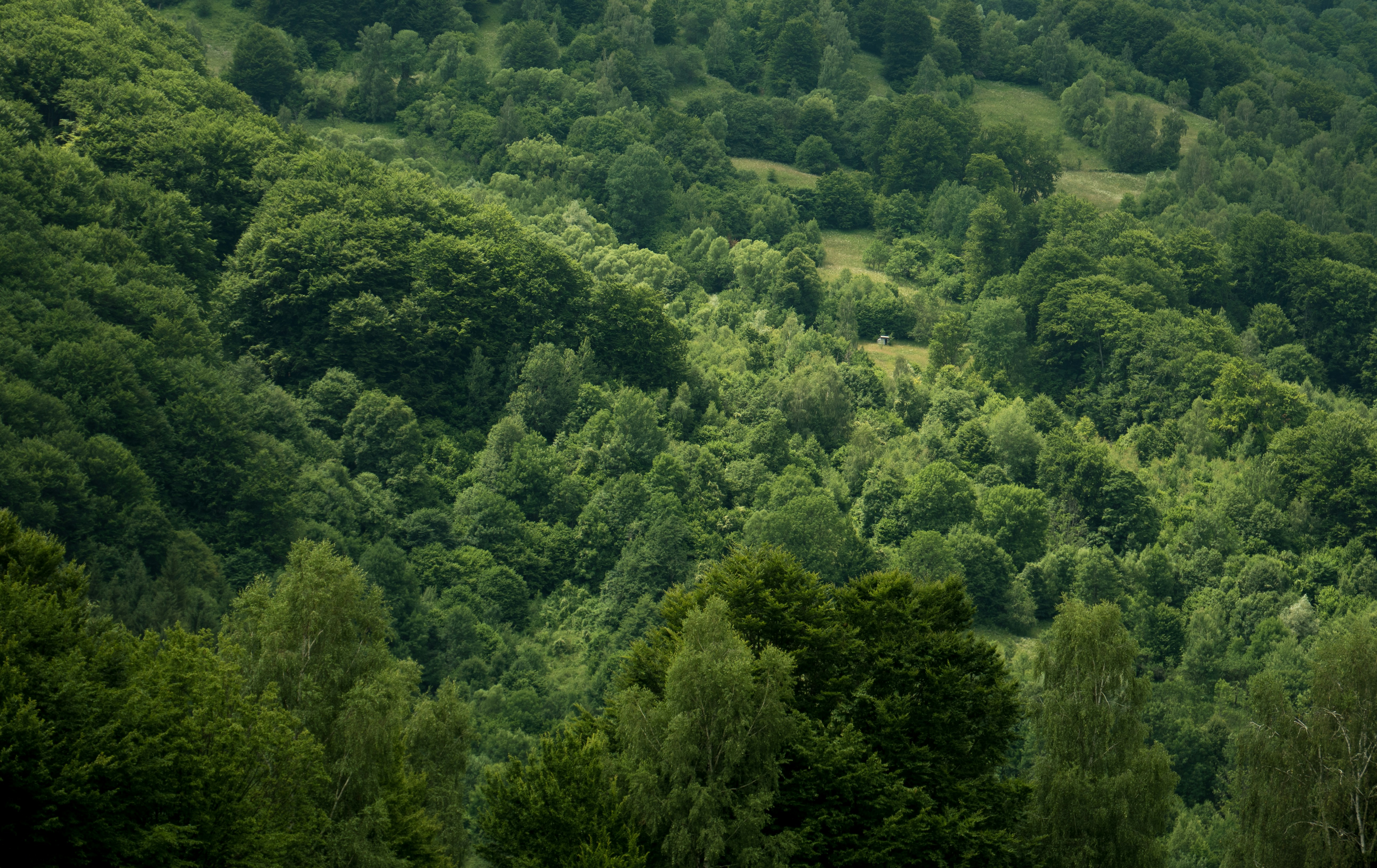 Green Nature Texture Pictures | Download Free Images on Unsplash